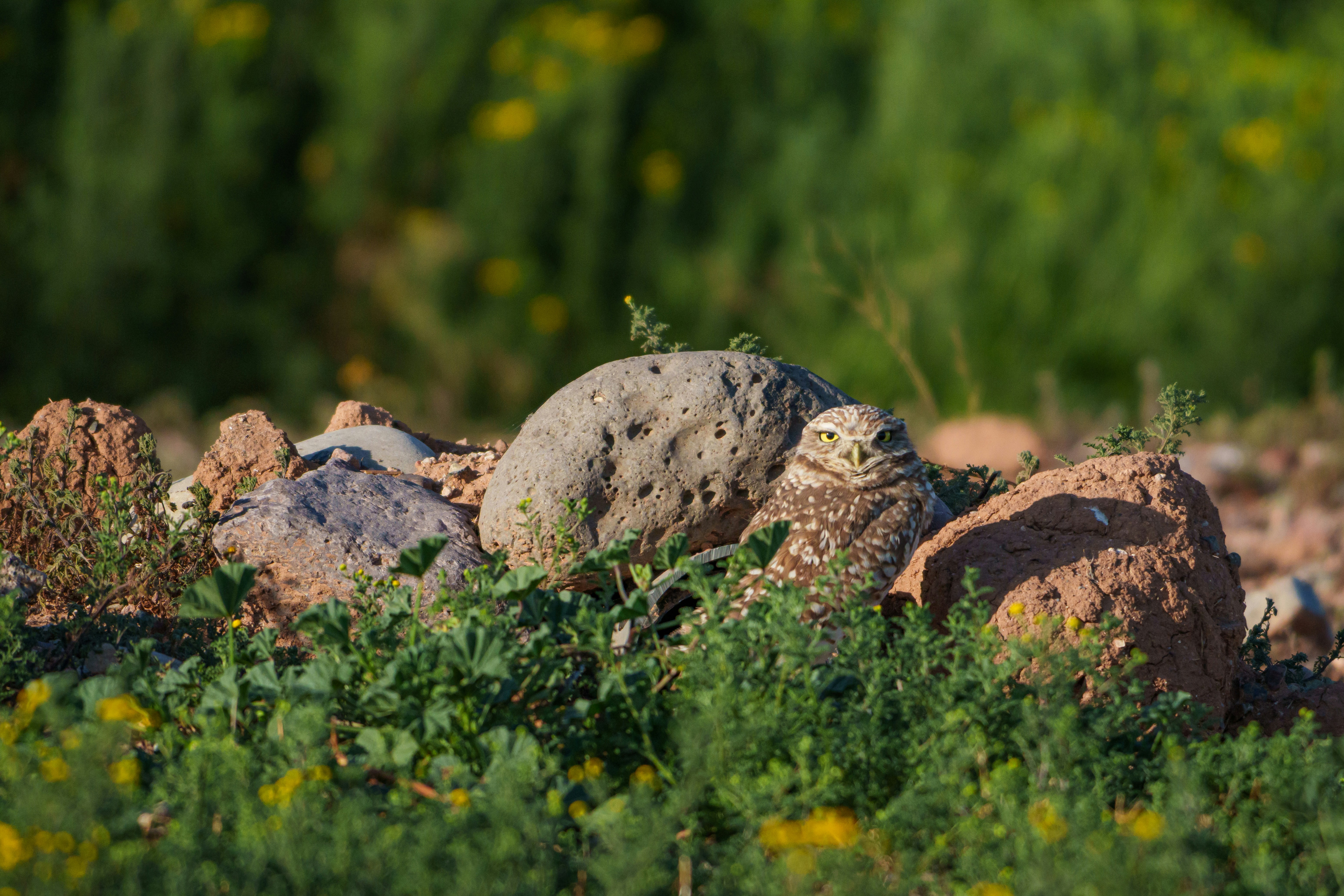 Stone Sentinel: A Pair of Lizards Rest Among Wildflowers