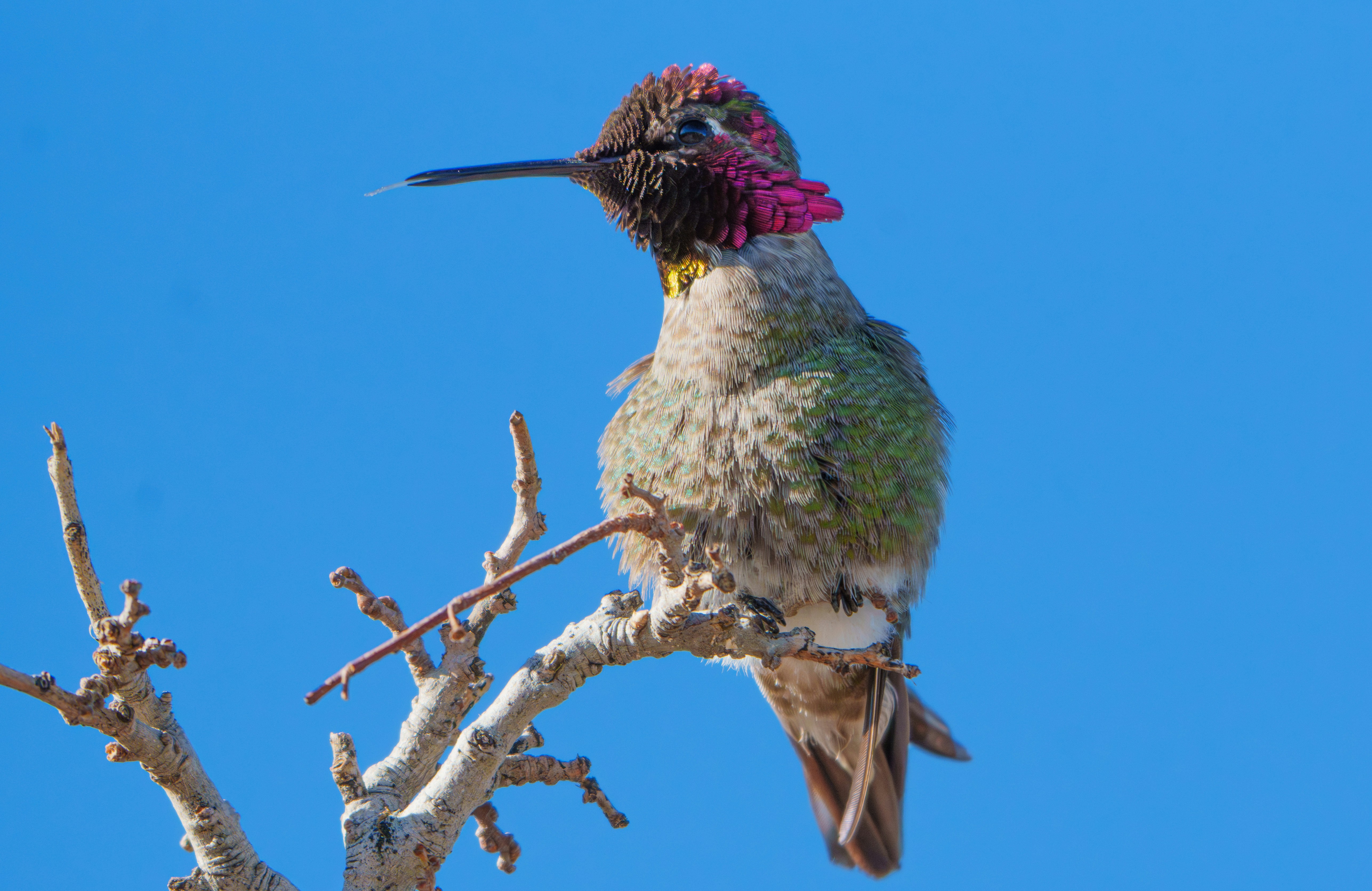 Iridescent Hummingbird On a Silvery Branch Against a Velvet Sky