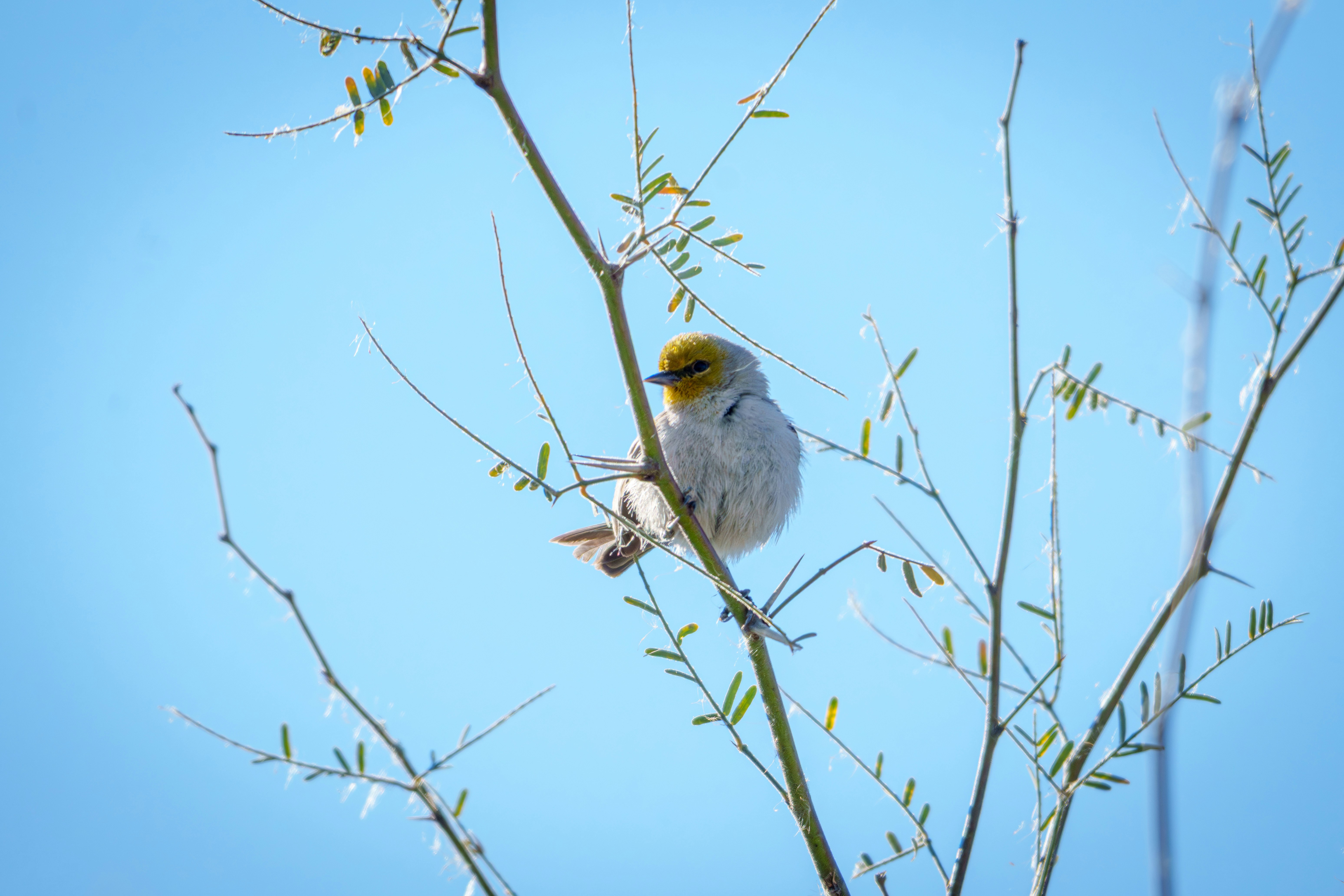 Sunny-eyed Warbler in a Sparse Branches Portrait