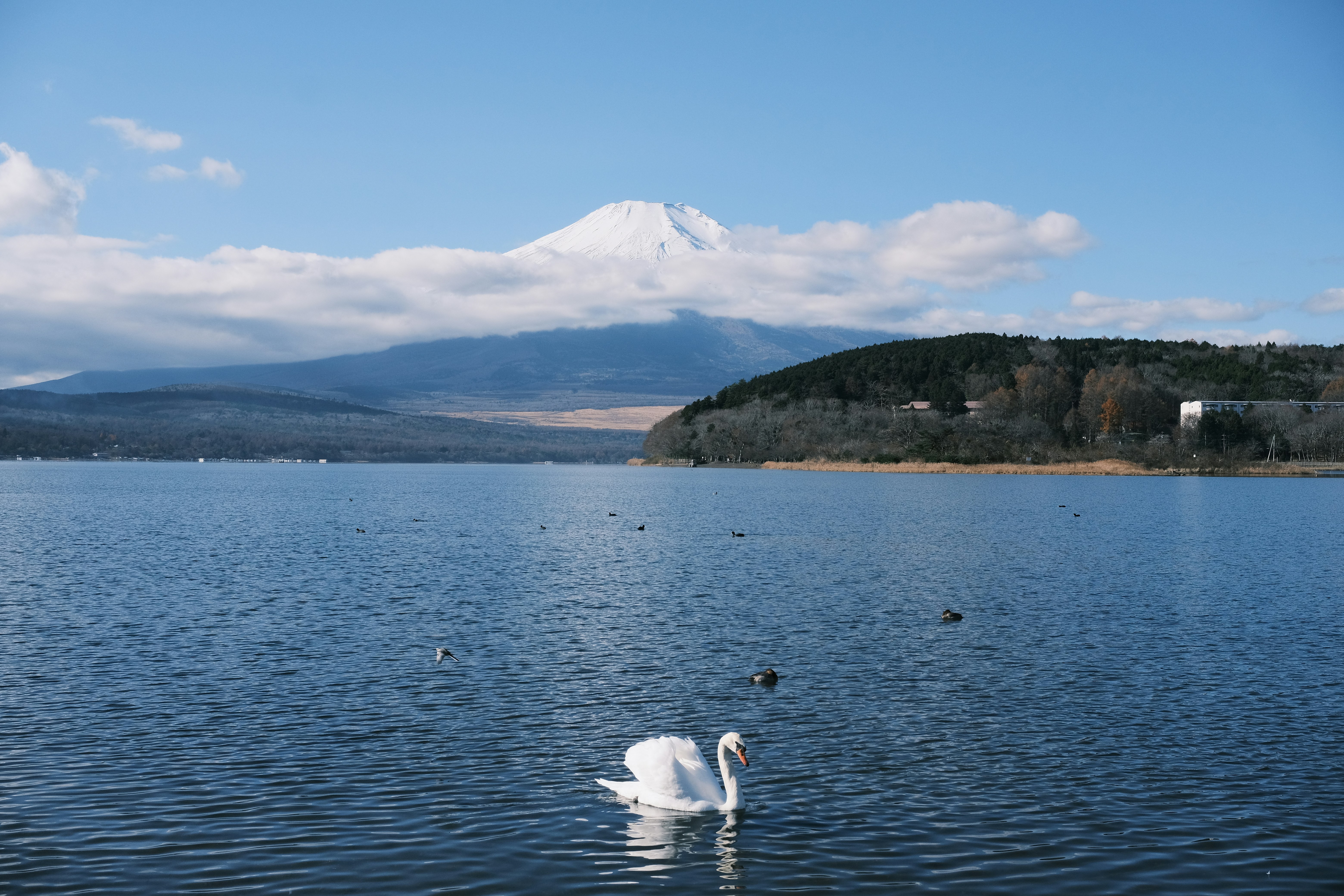 Still Swan at Distant Lake with Snow-Capped Peak