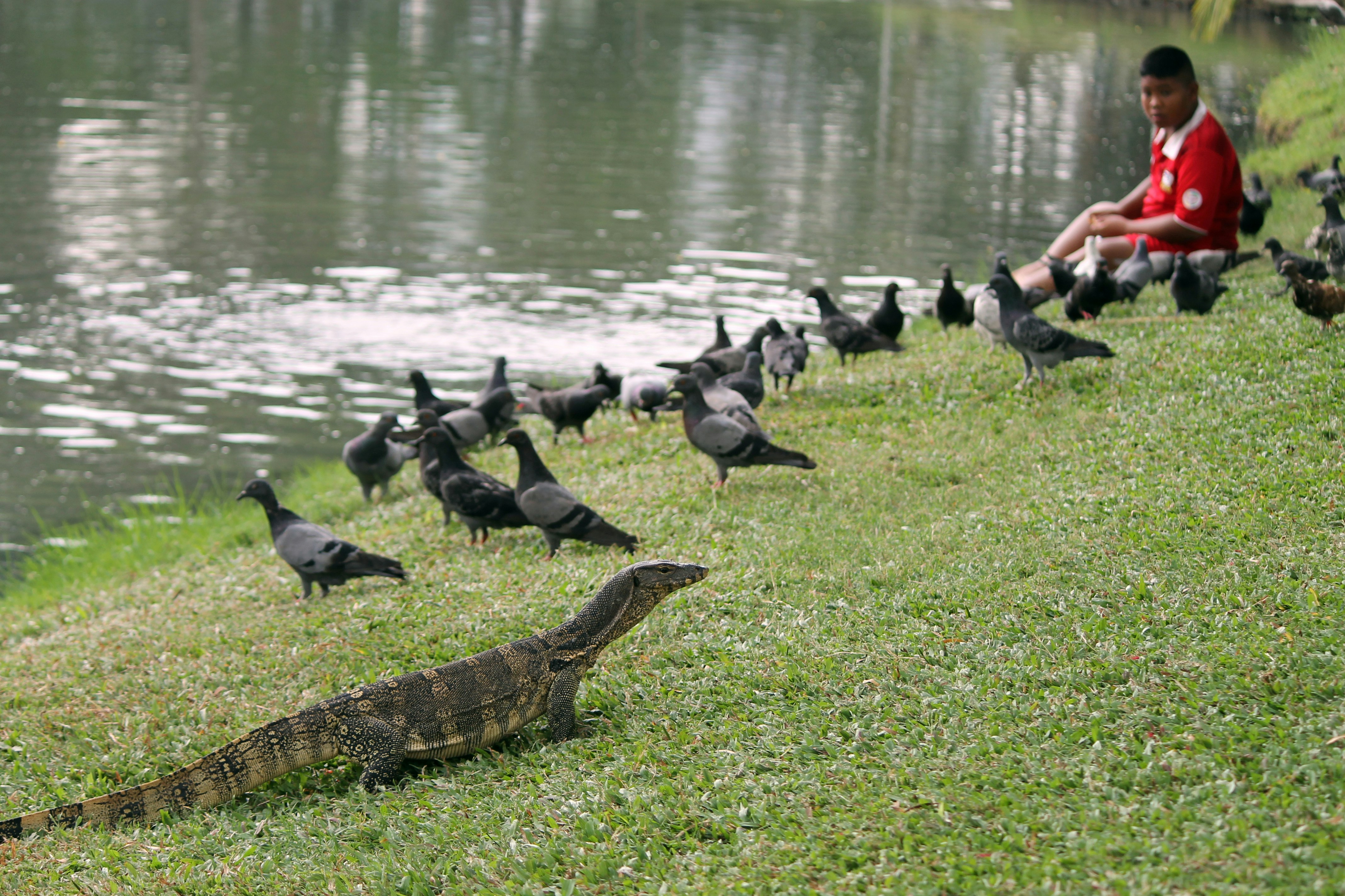Crocodile on a Riverbank surveys a flock of pigeons as observer sits nearby