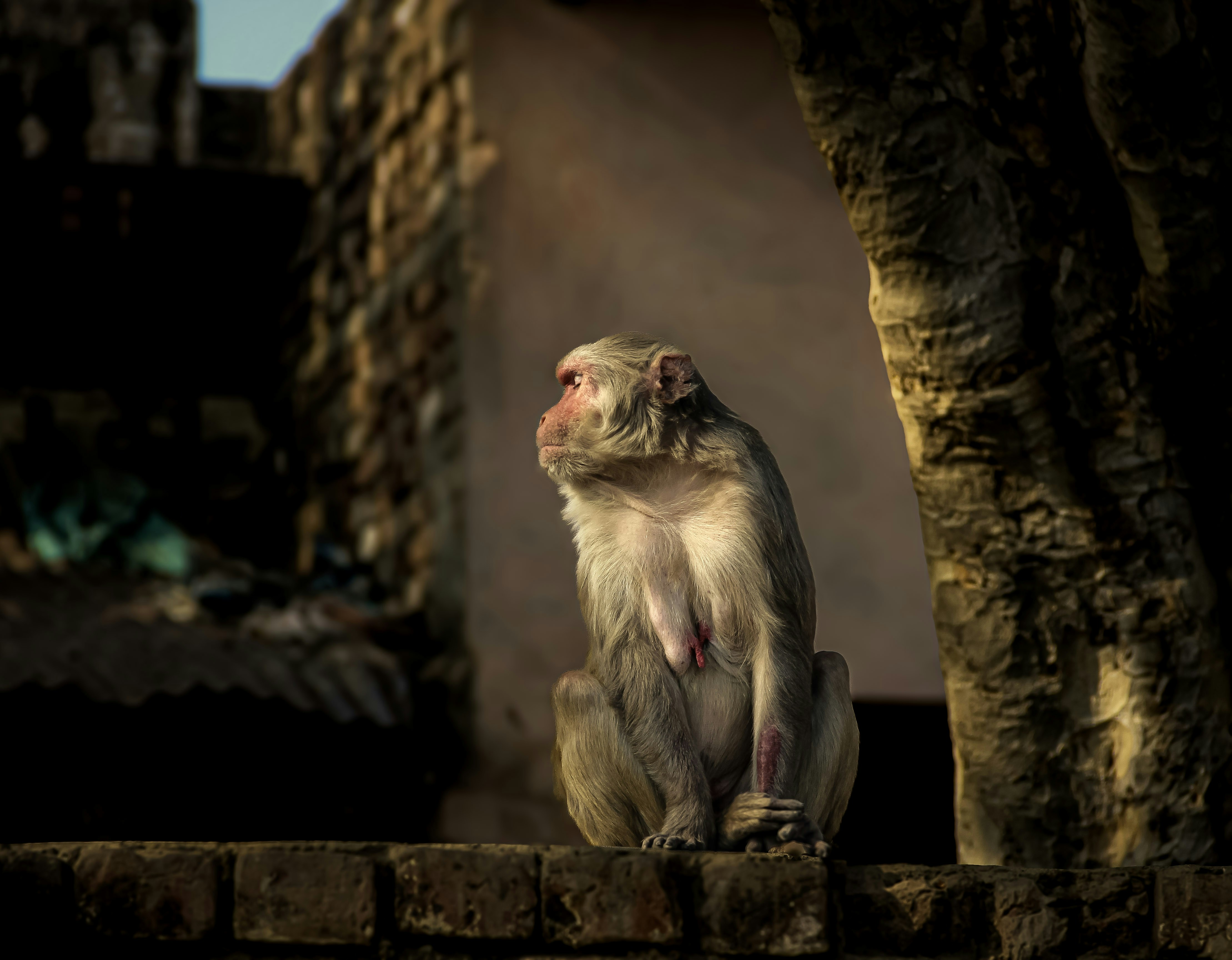 Watchful Primate on Weathered Brick