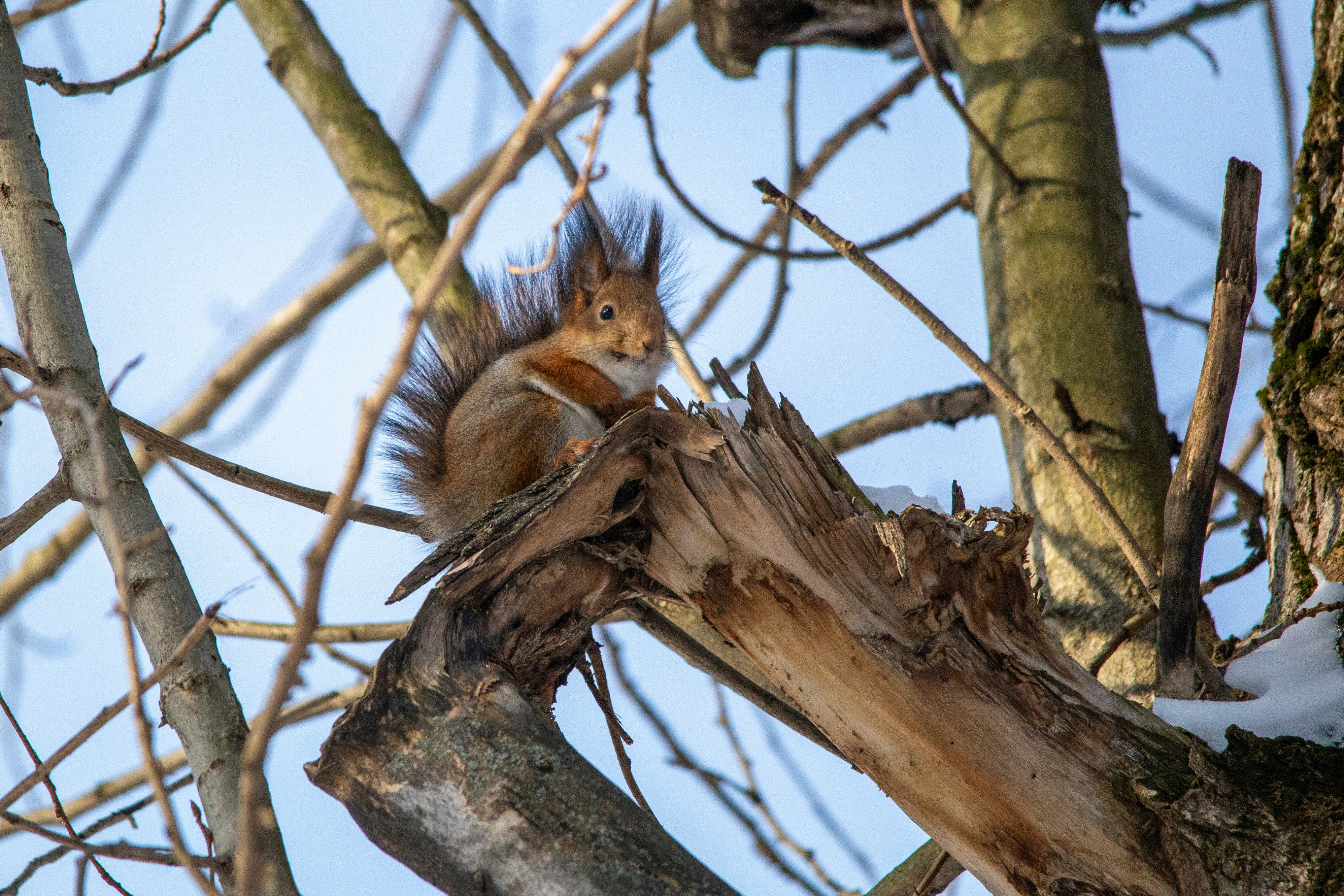 Squirrel Crowned by Winter Branches on a Sunlit Limb