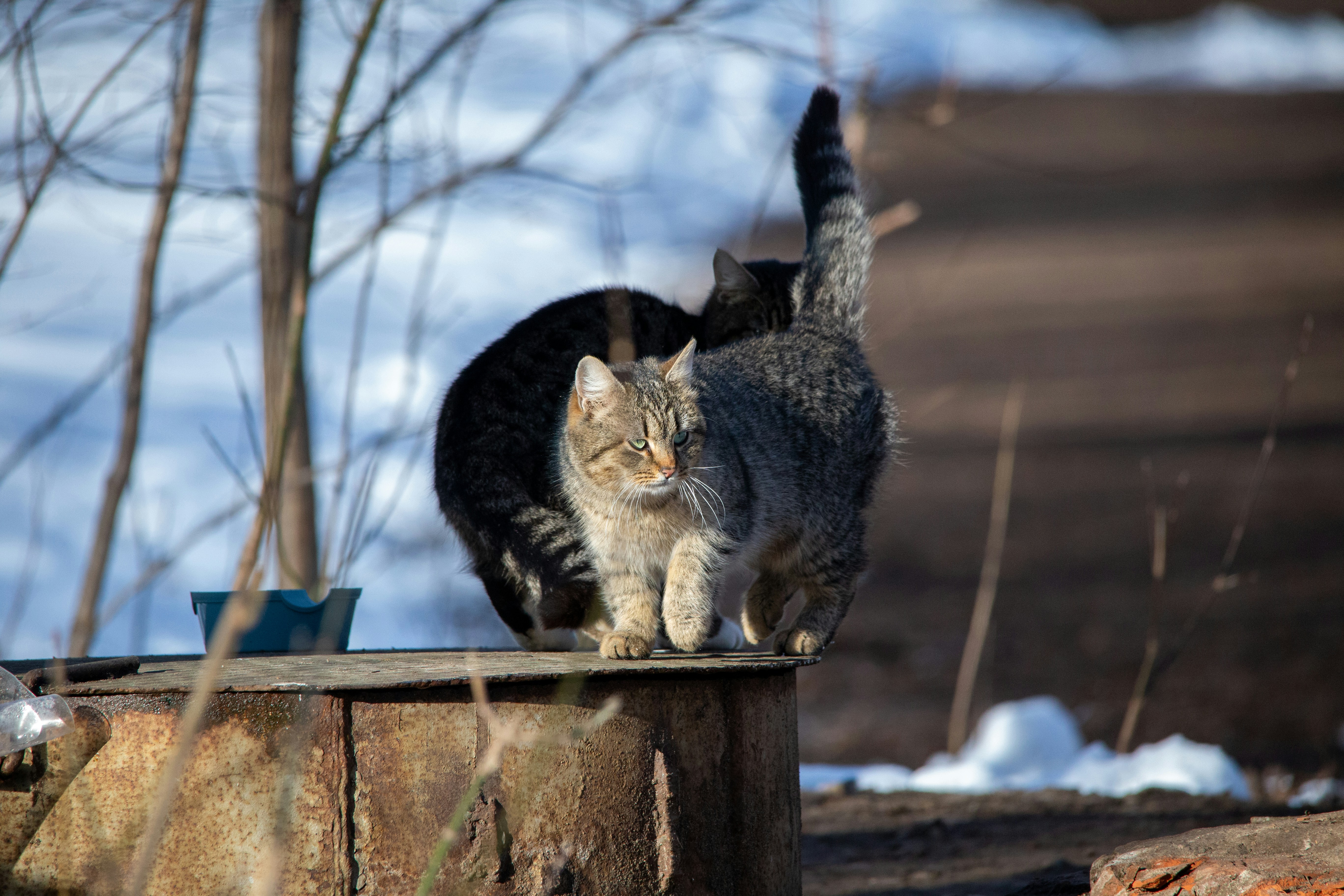 Two Curious Cats on a Weathered Barrel in Winter Light
