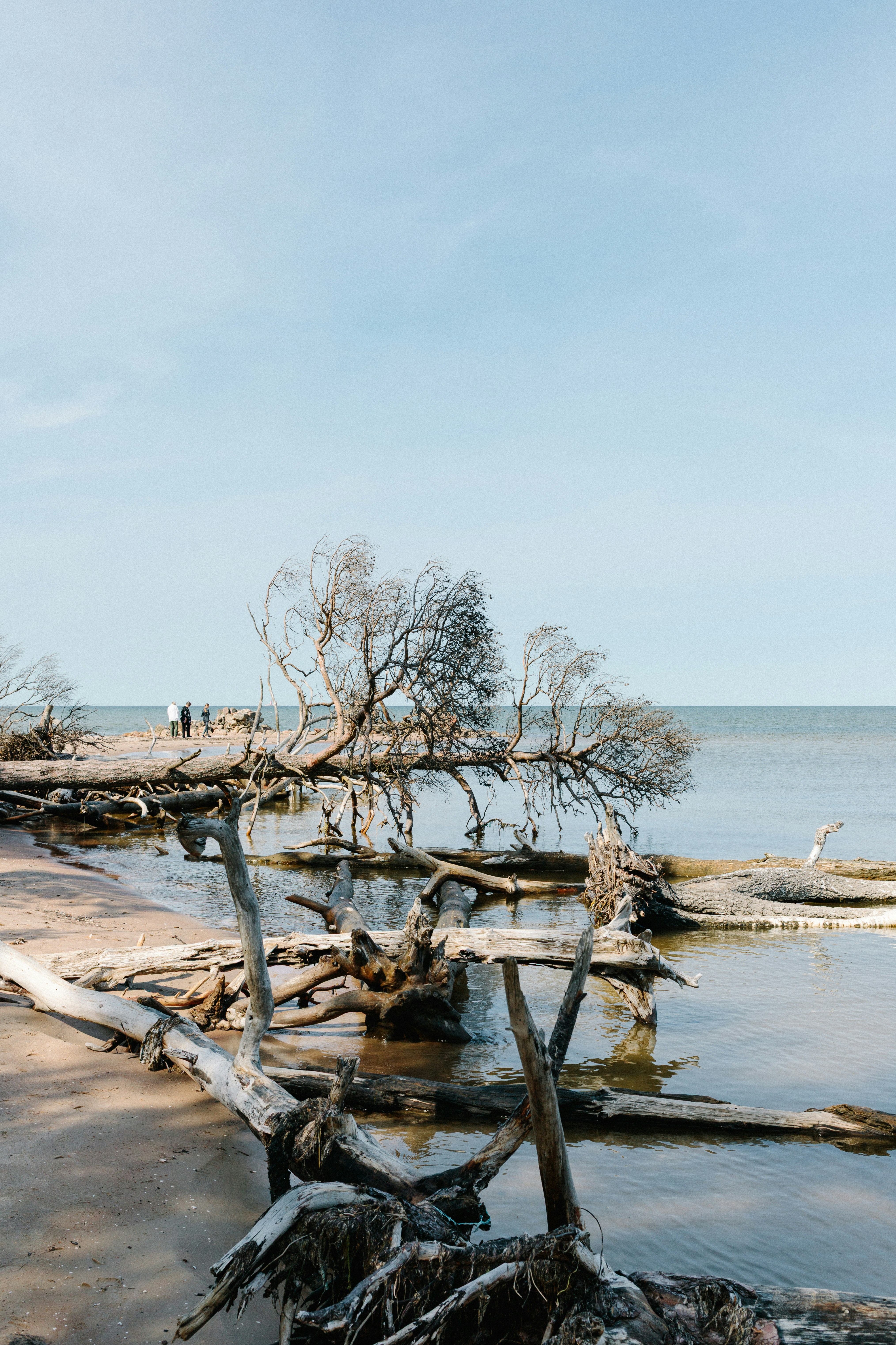 Driftwood Choir: Sea, Sky and a Leaning Tree on the Shore