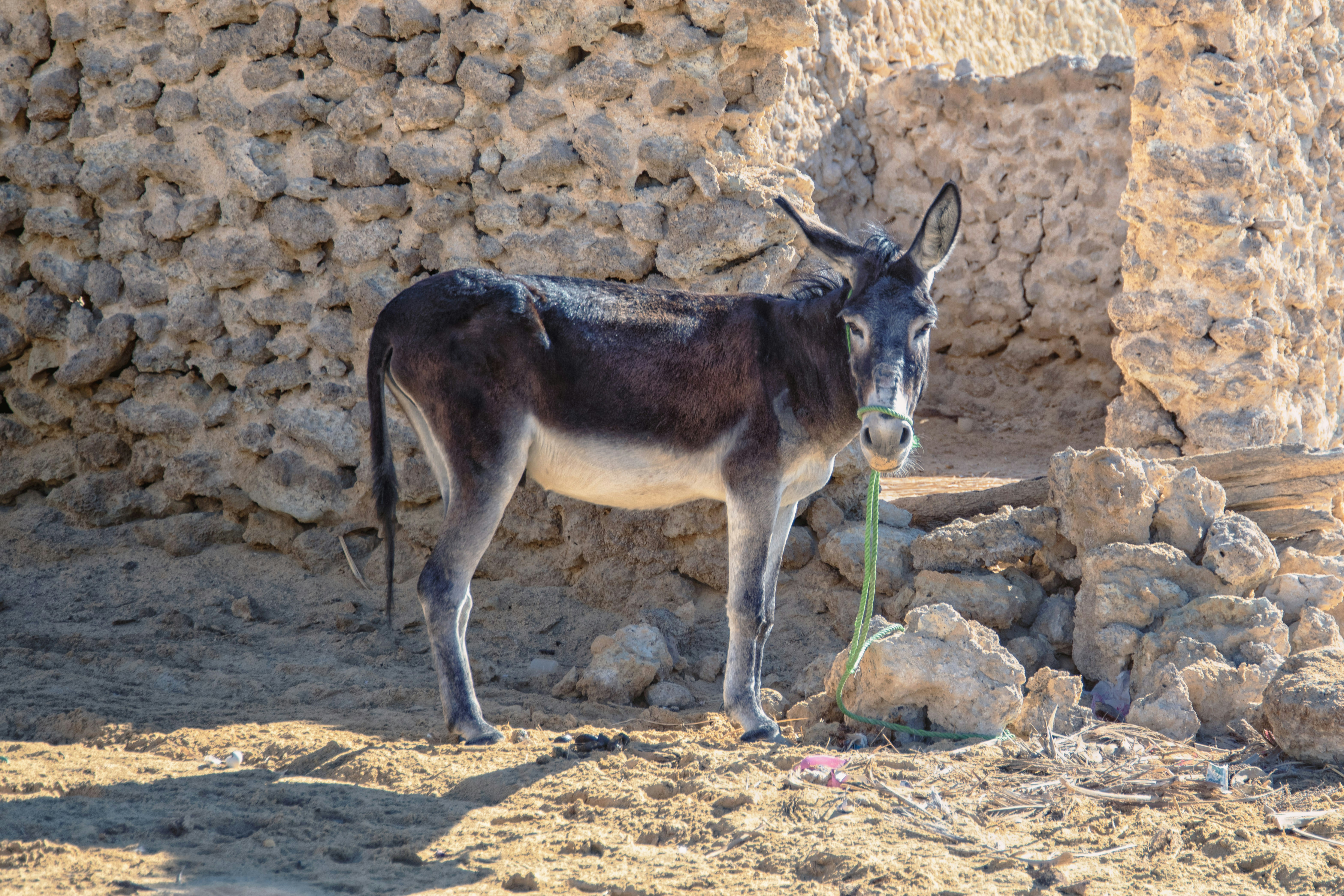 Donkey in the sunlit courtyard beside crumbled stone walls