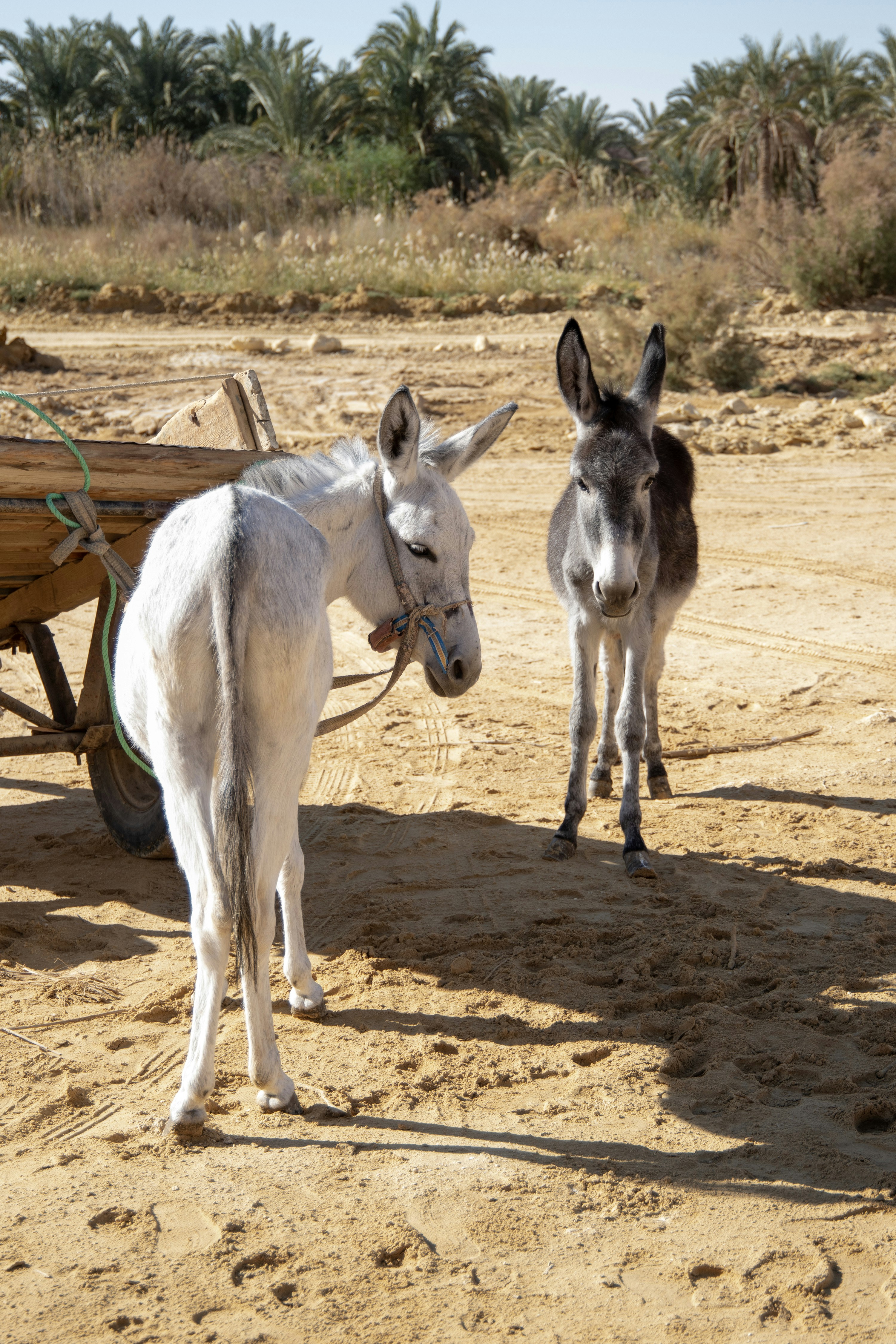Donkeys in a Sunlit Desert Camp
