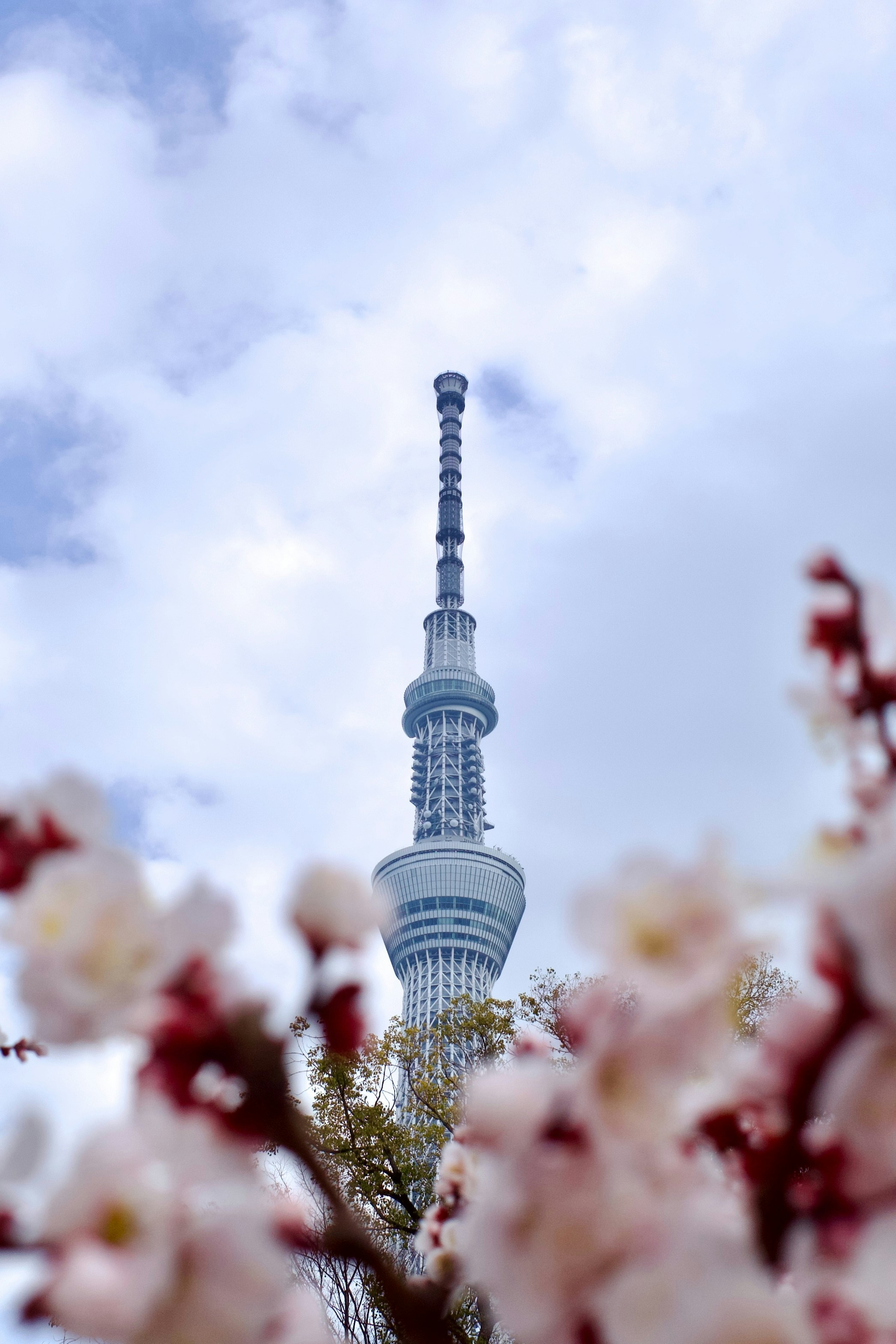 Tokyo Skyward through Florals