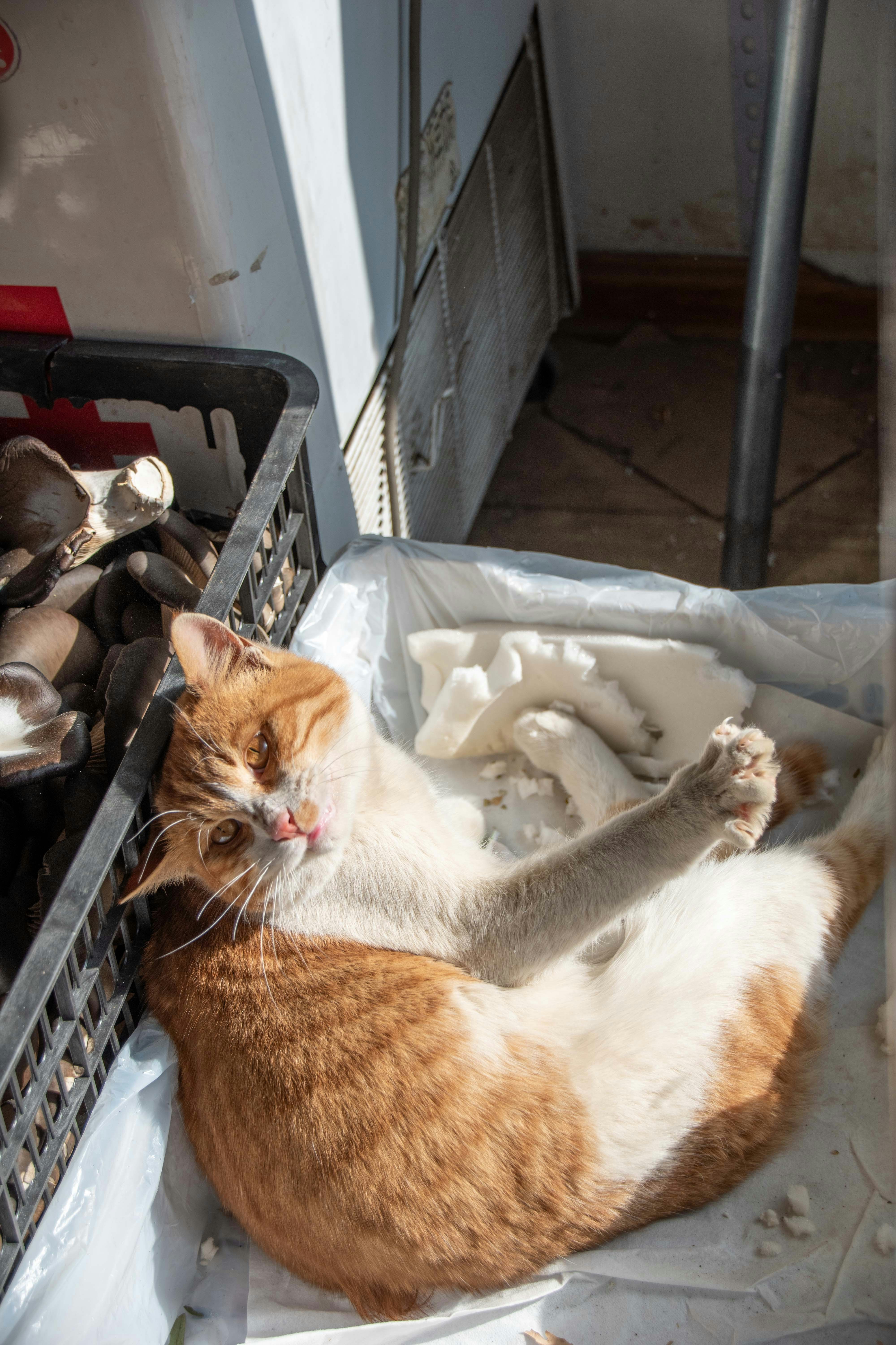 Cozy Cat in a Sunlit Corner of the Utility Room