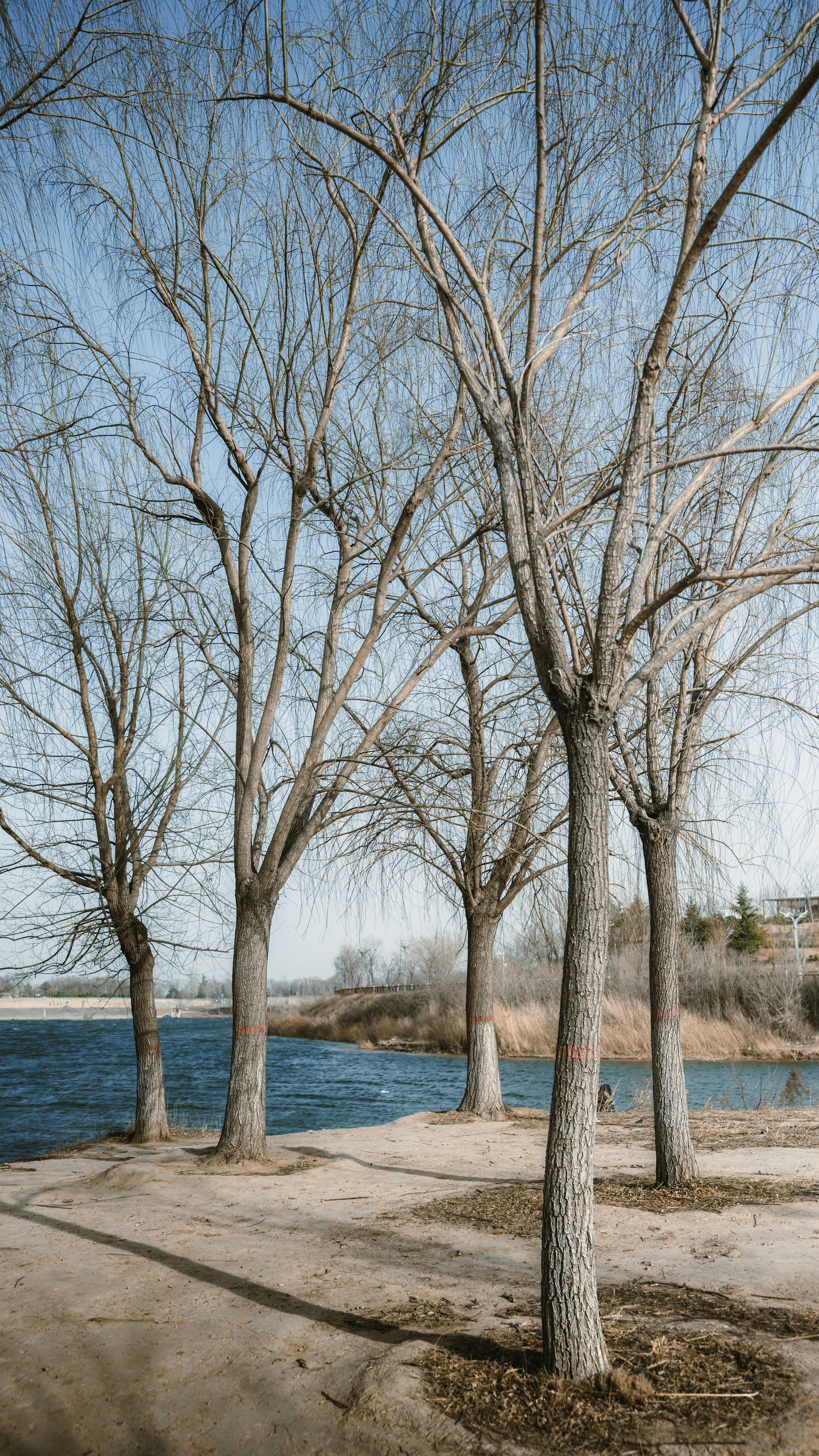 Willow Silence by the Riverbank