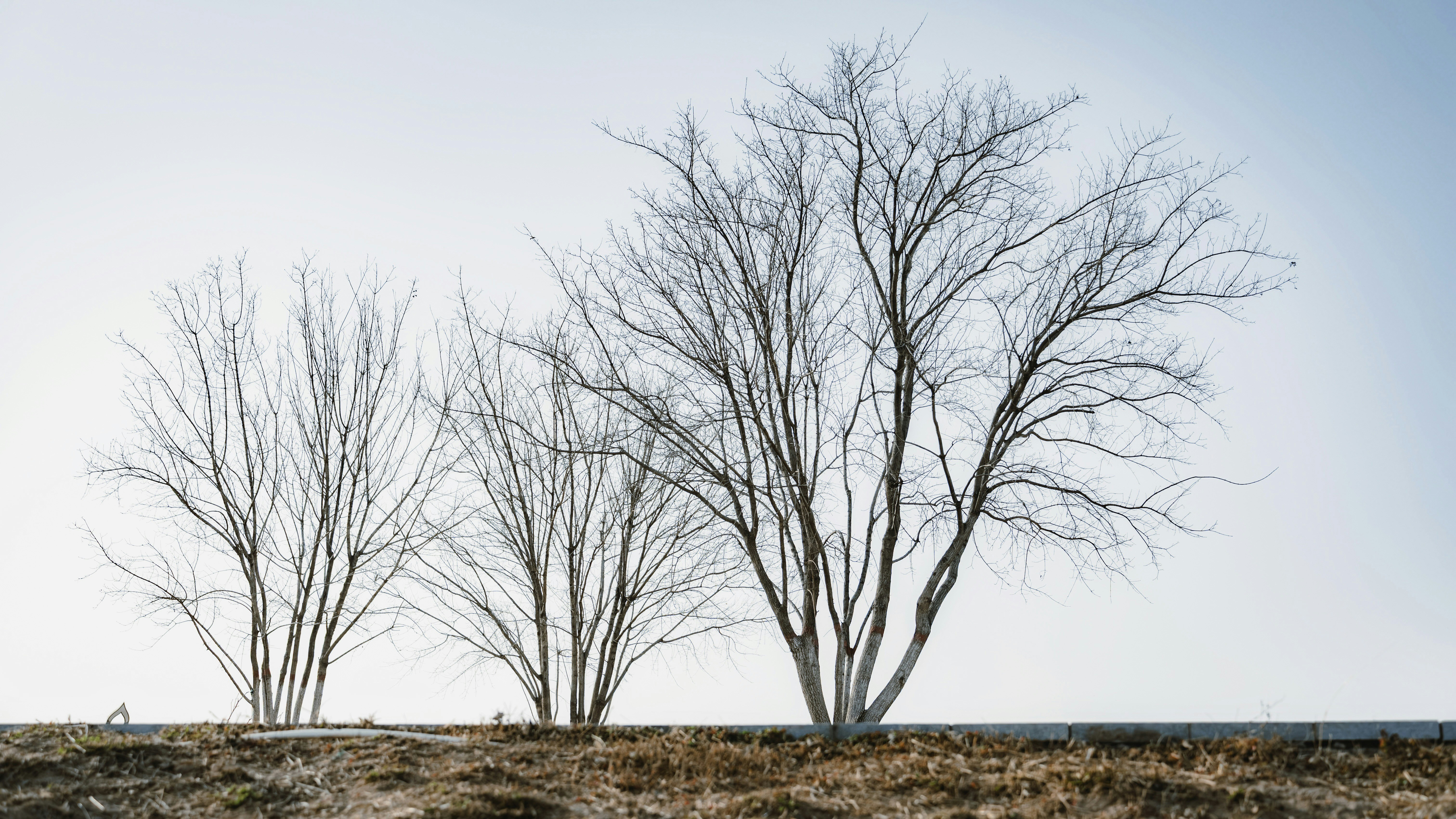 Winter Grove at the Distant Horizon