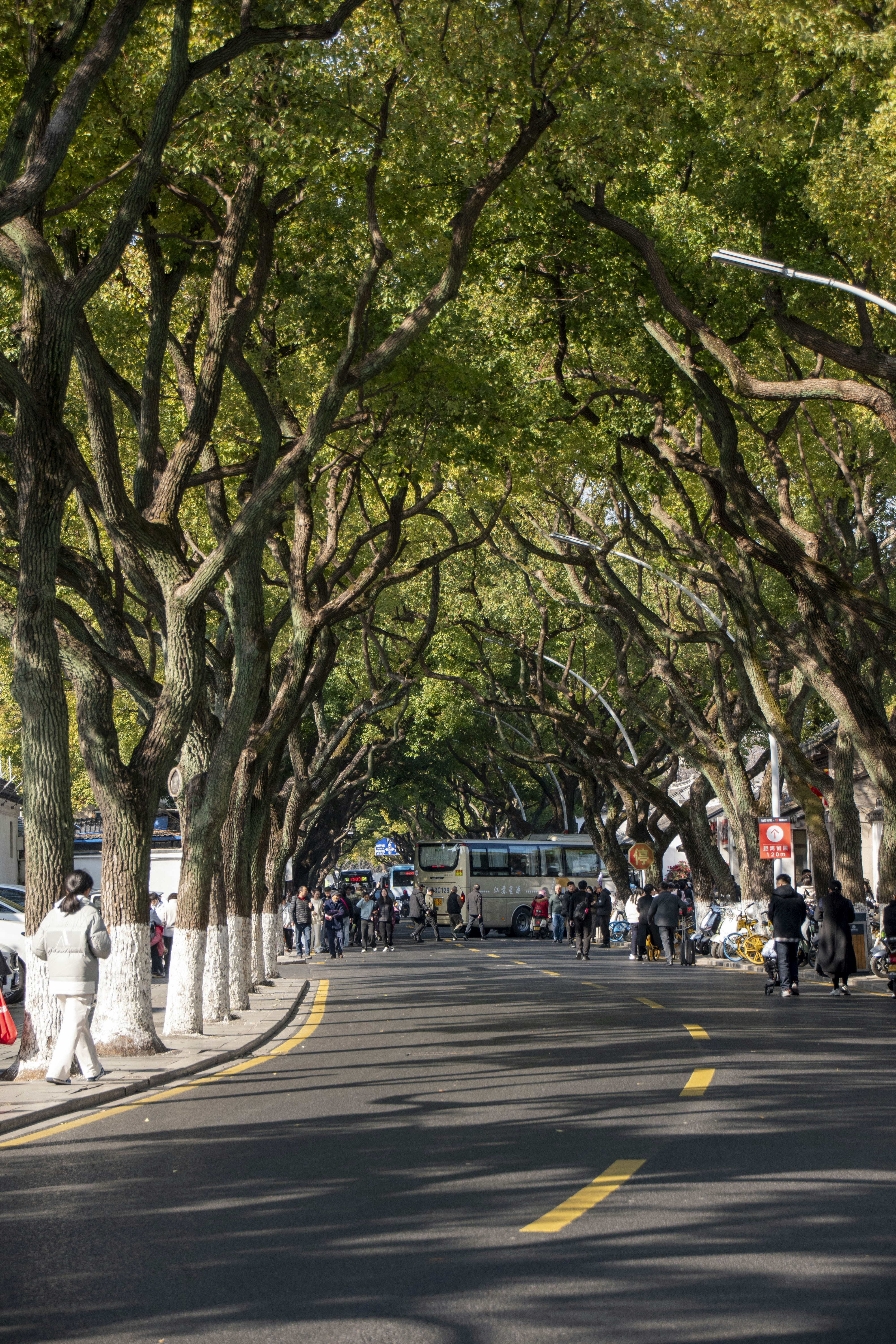 Shaded Avenue of Canopy and City Slowdown