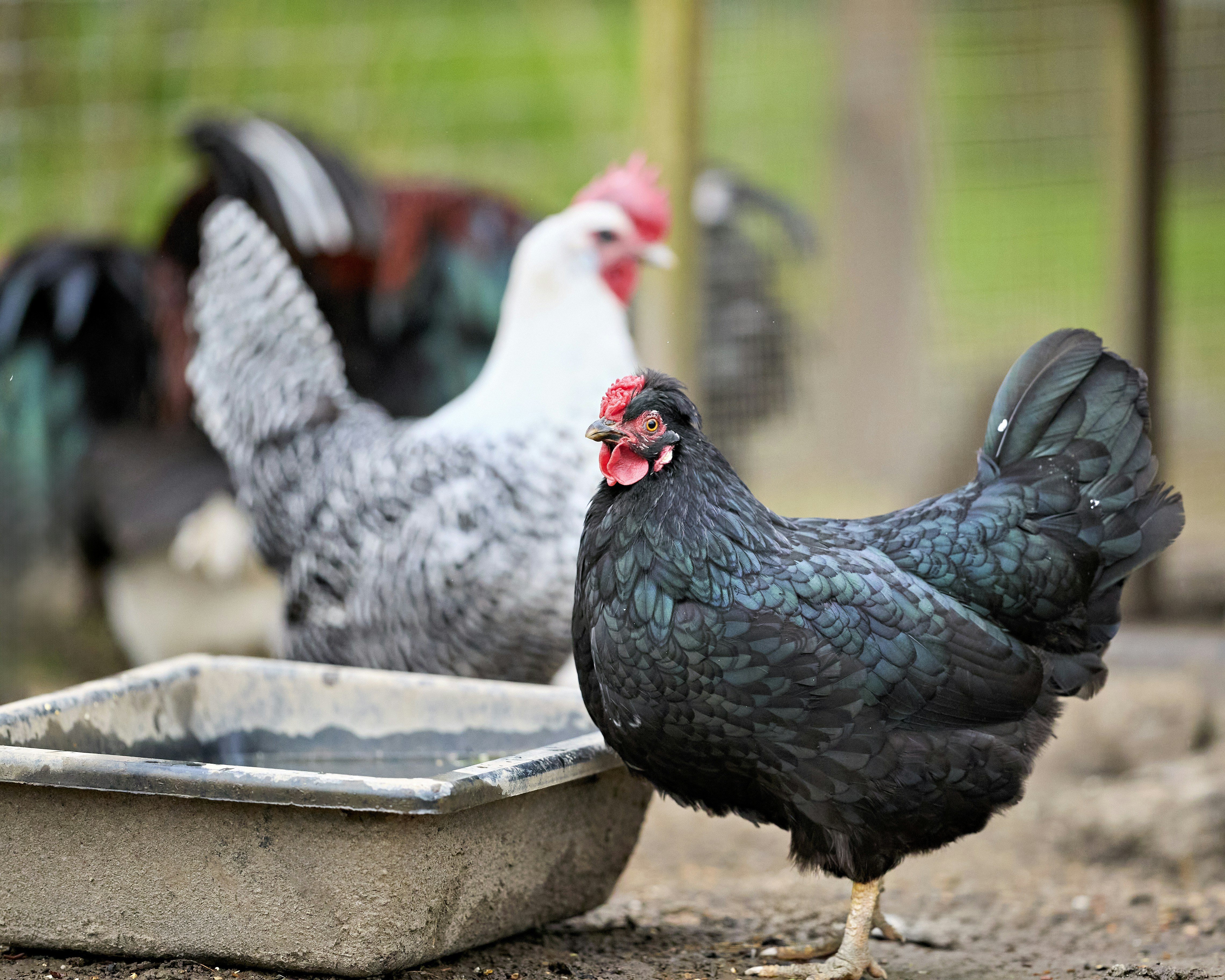 Dominant Black Hen with Red Comb Amid Backyard Coop