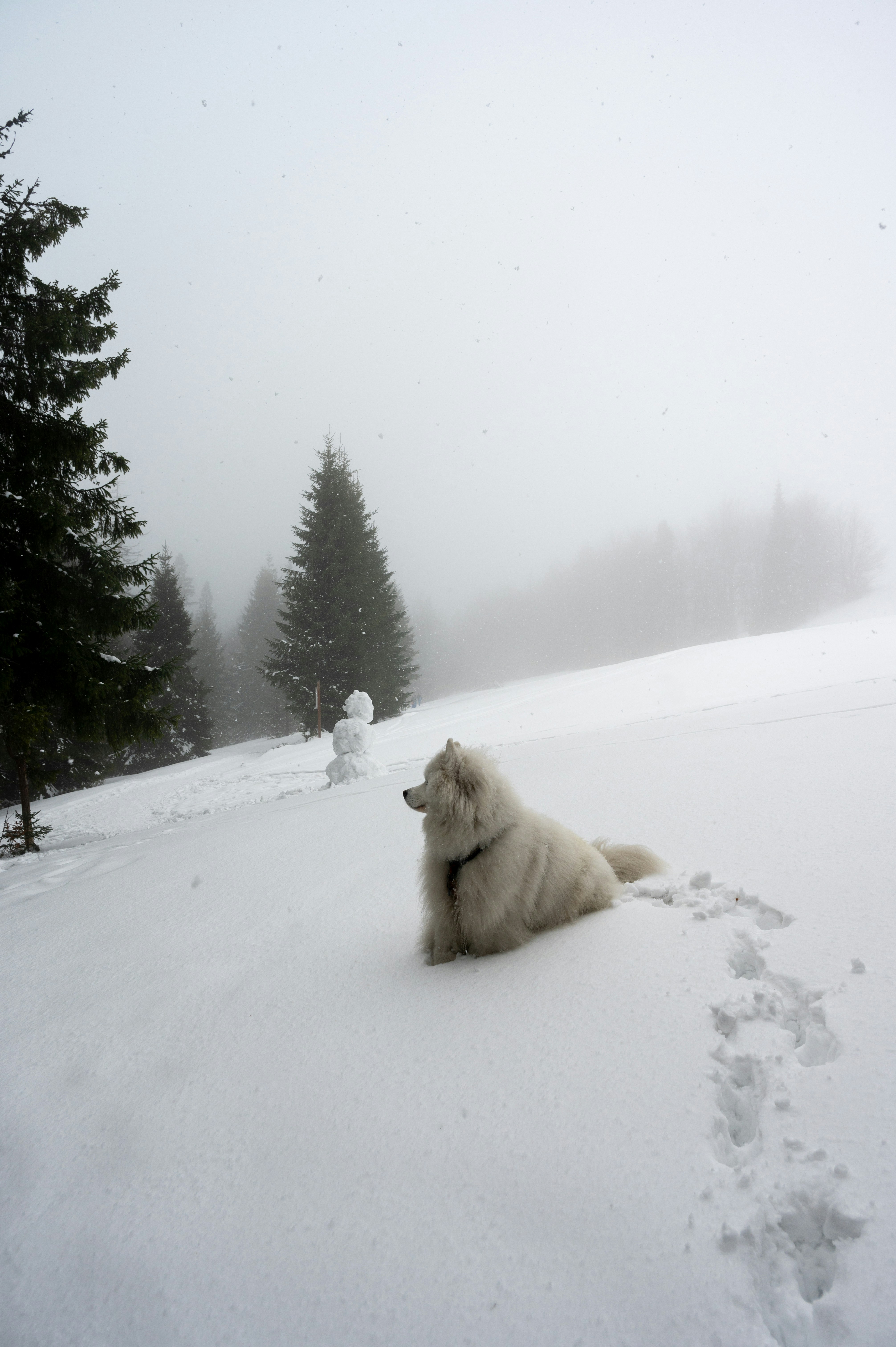 Snowbound Sentinel: A White--coated Dog Watches the Quiet Ridge
