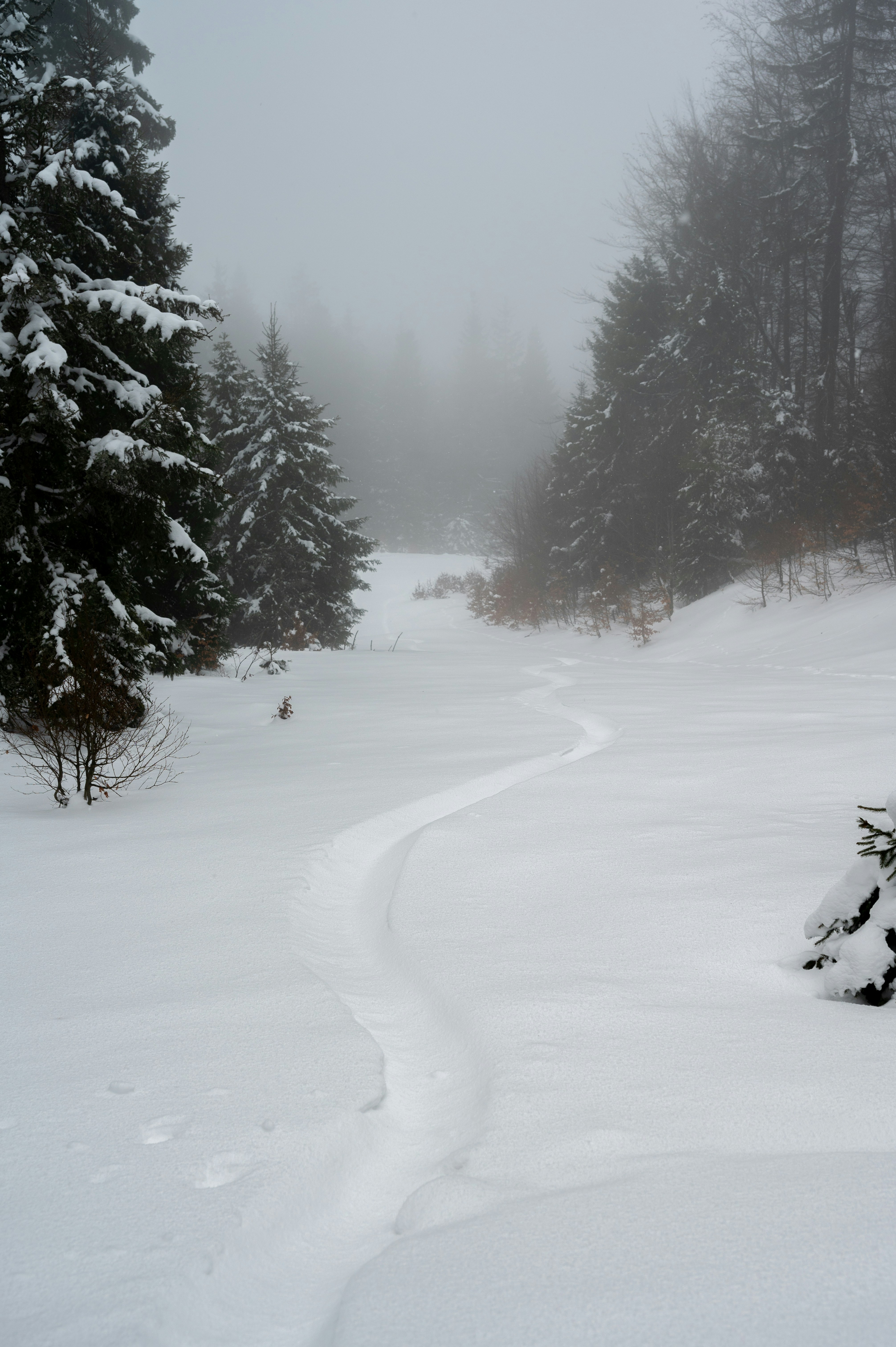 Snowbound Path: A Quiet Drift Through Morning Fog