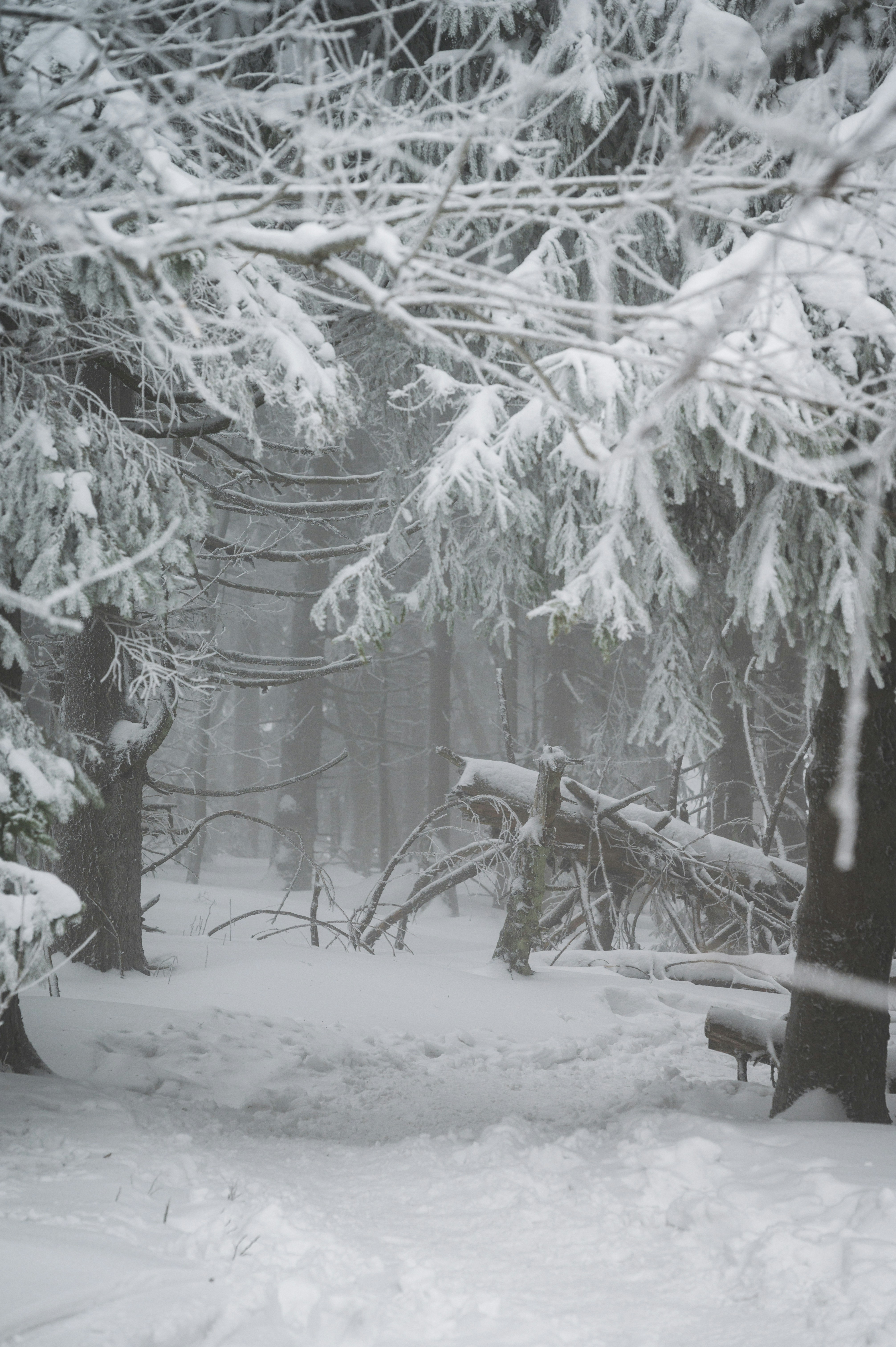 Snow-Blanketed Path Through a Quiet Evergreen Forest