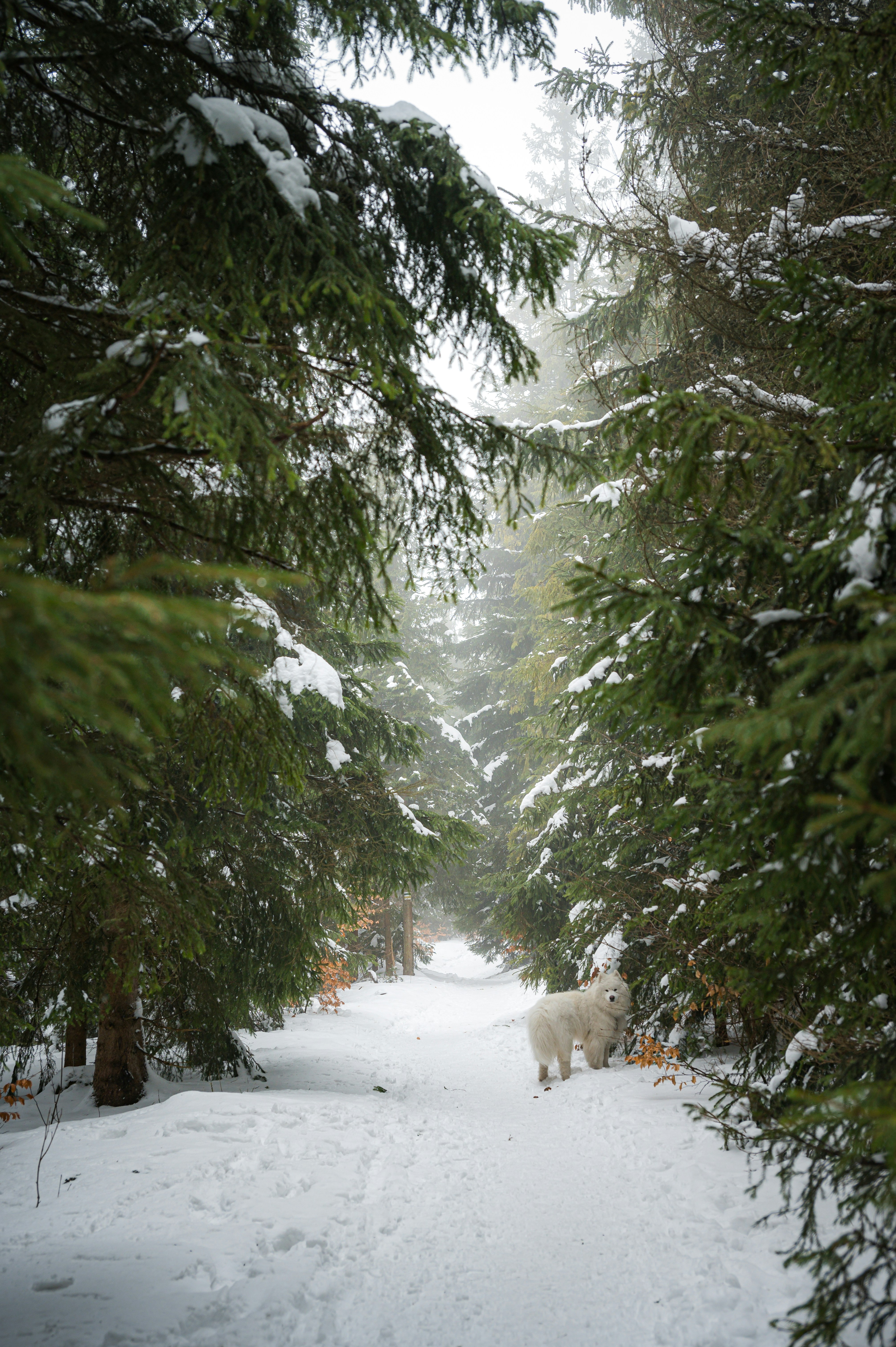 Snowbound Trailway: A Polar Fox on the Quiet Path