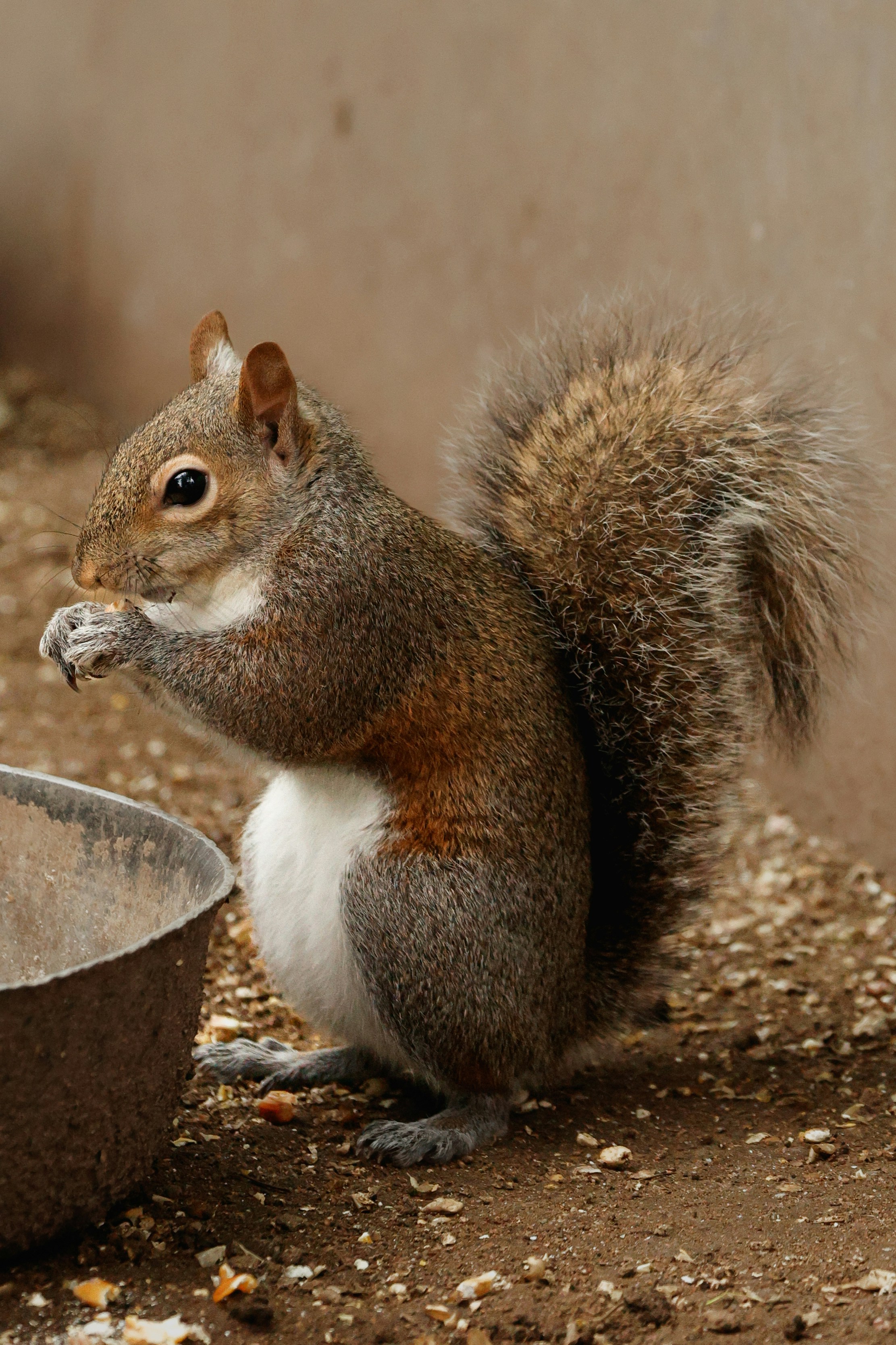 Grey squirrel stands on ground beside a feeder, front paw raised as if nibbling; earthy backdrop and scattered seeds emphasize natural foraging scene.