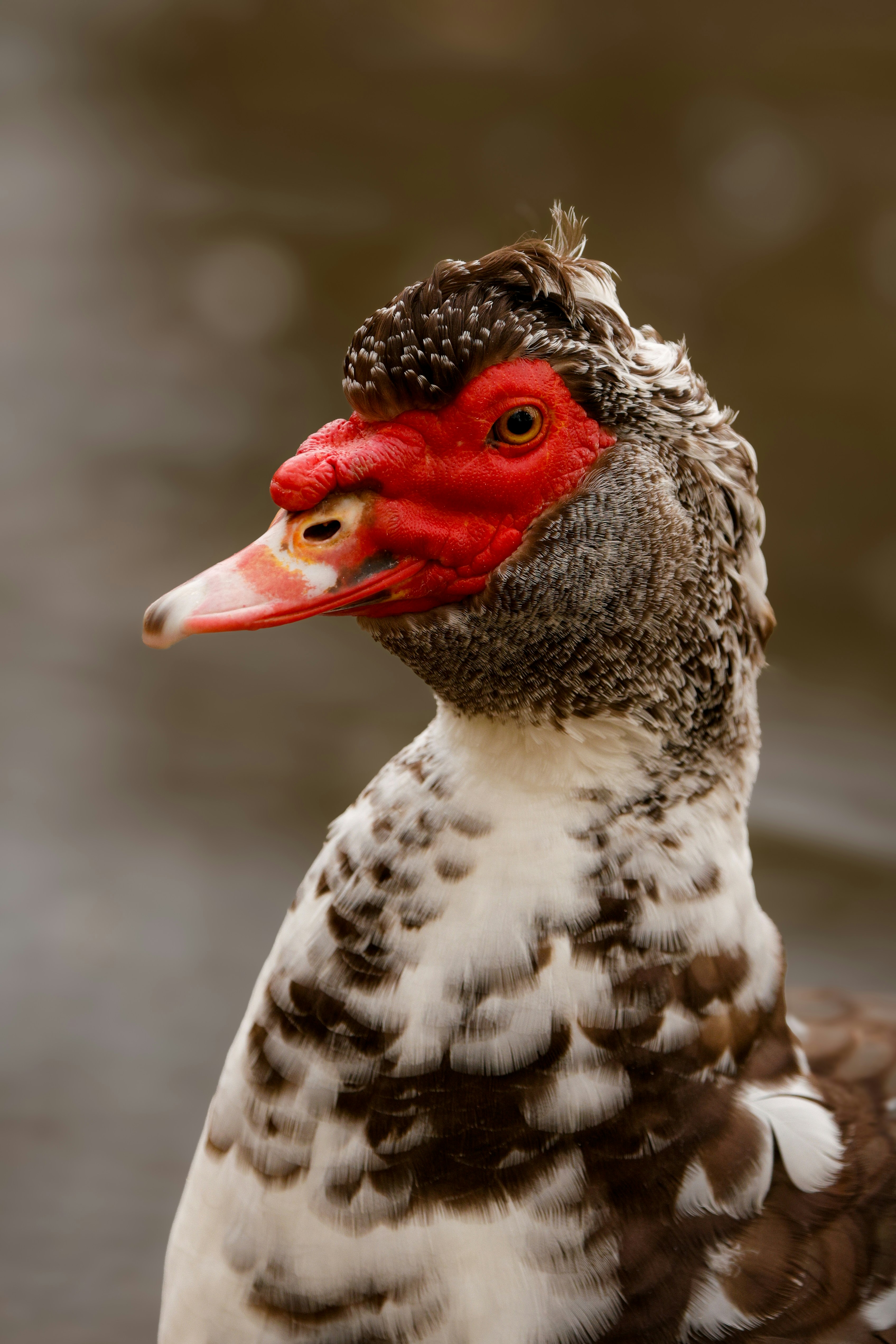 Red-faced Goose: Portrait of a Mallard in Quiet Focus