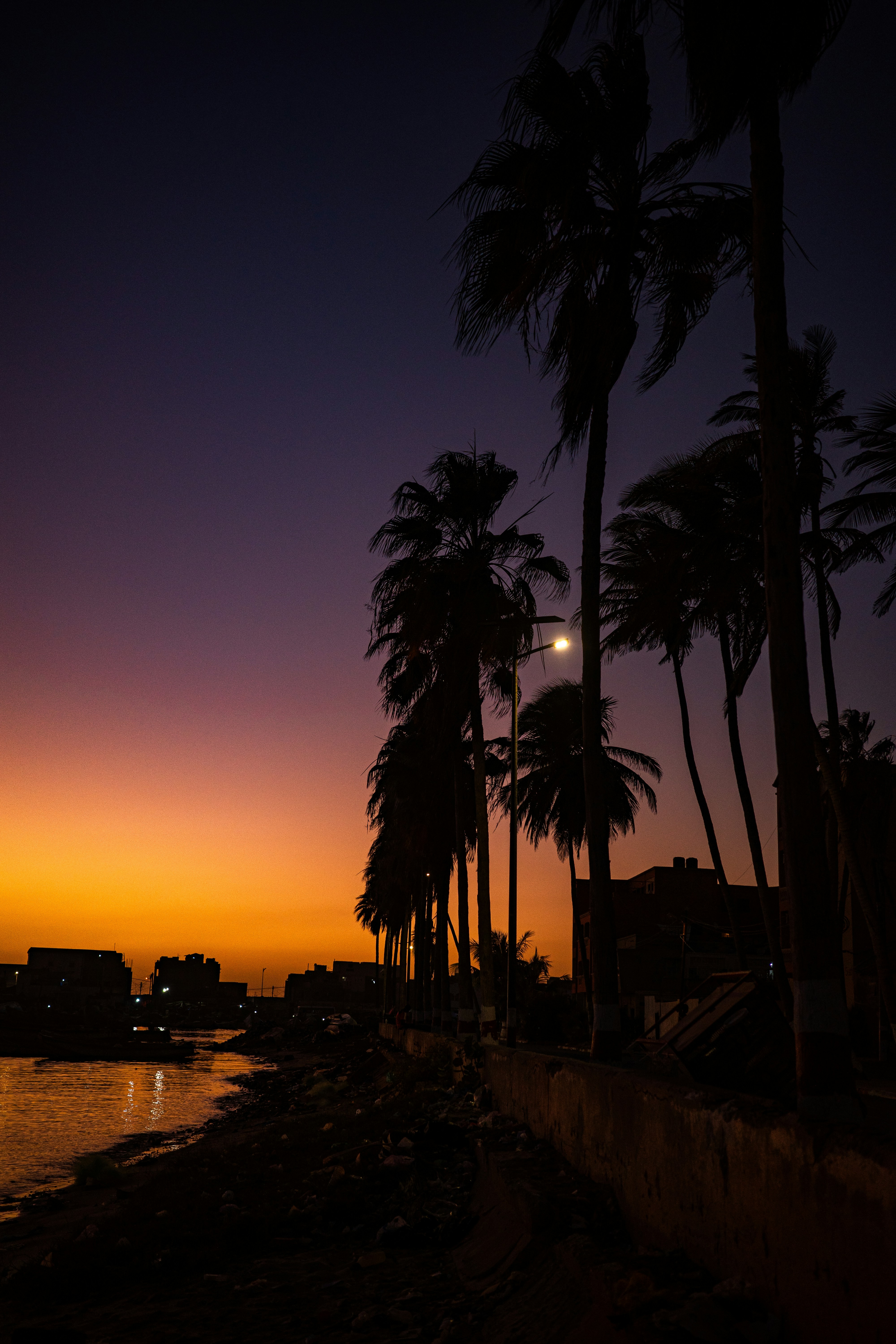 Palm silhouettes along a Golden Hour shoreline