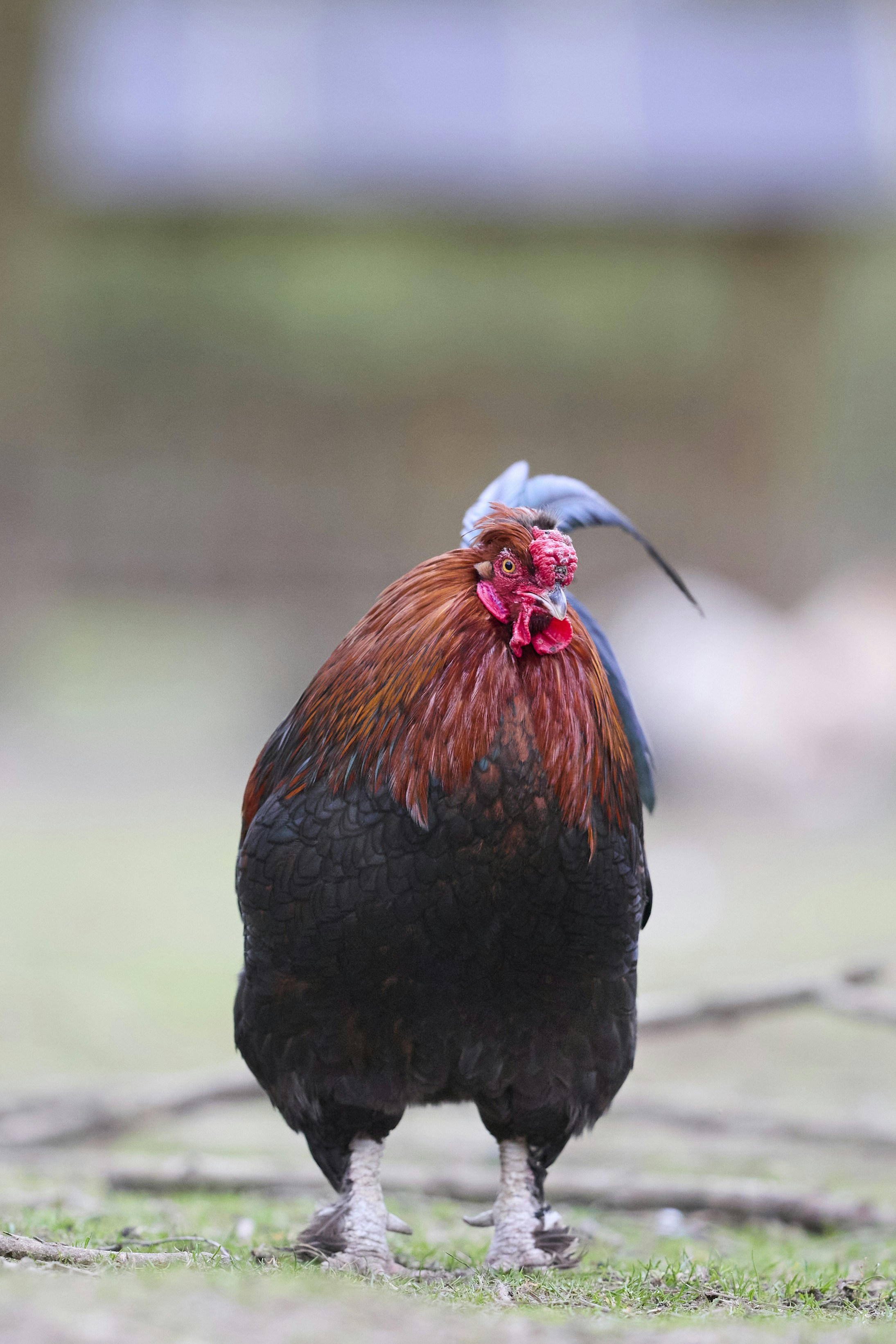 Regal Rooster in Focus: Portrait of a Red-Crested Gallant