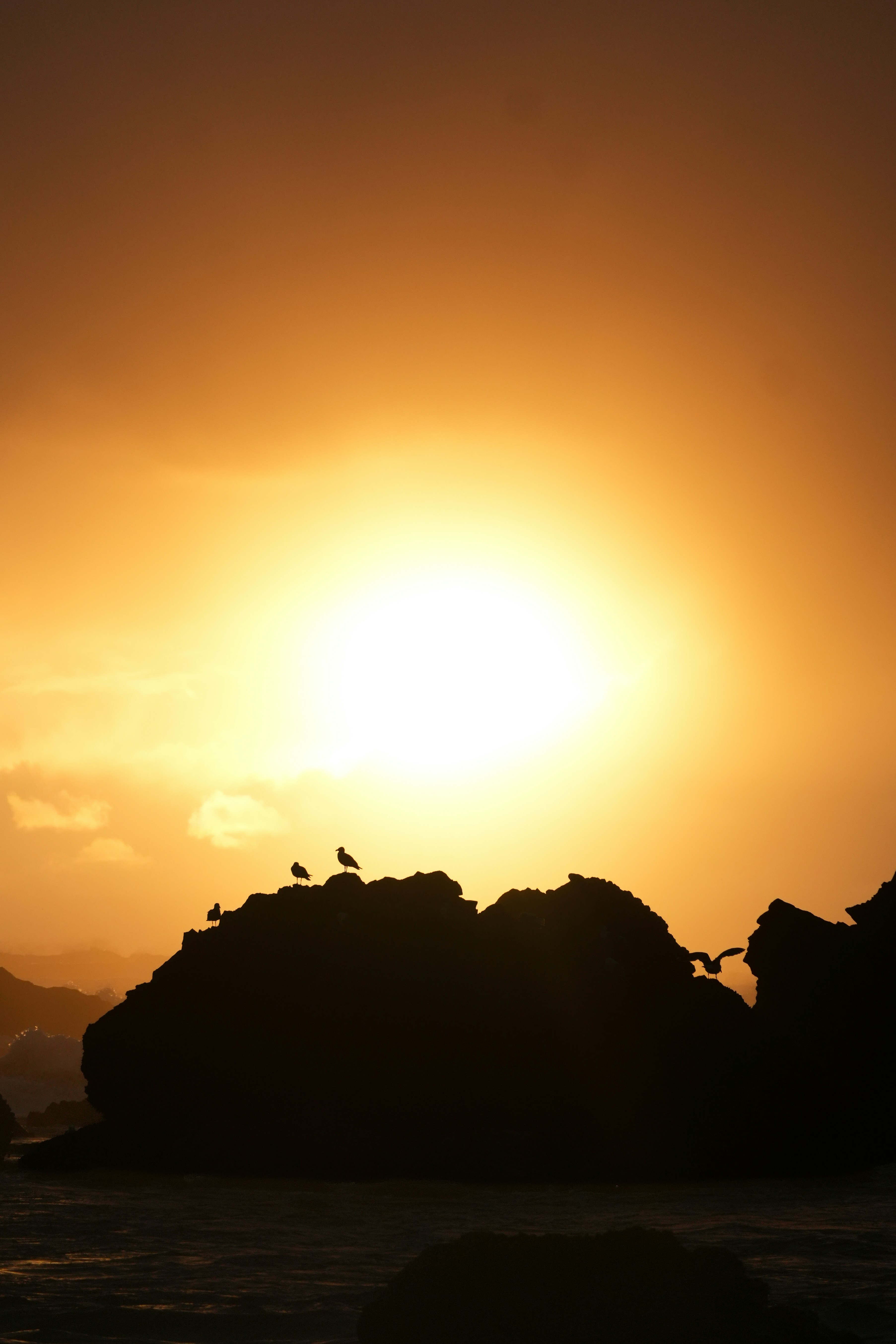 Sunlit silhouettes: seabirds on rugged coast under molten horizon