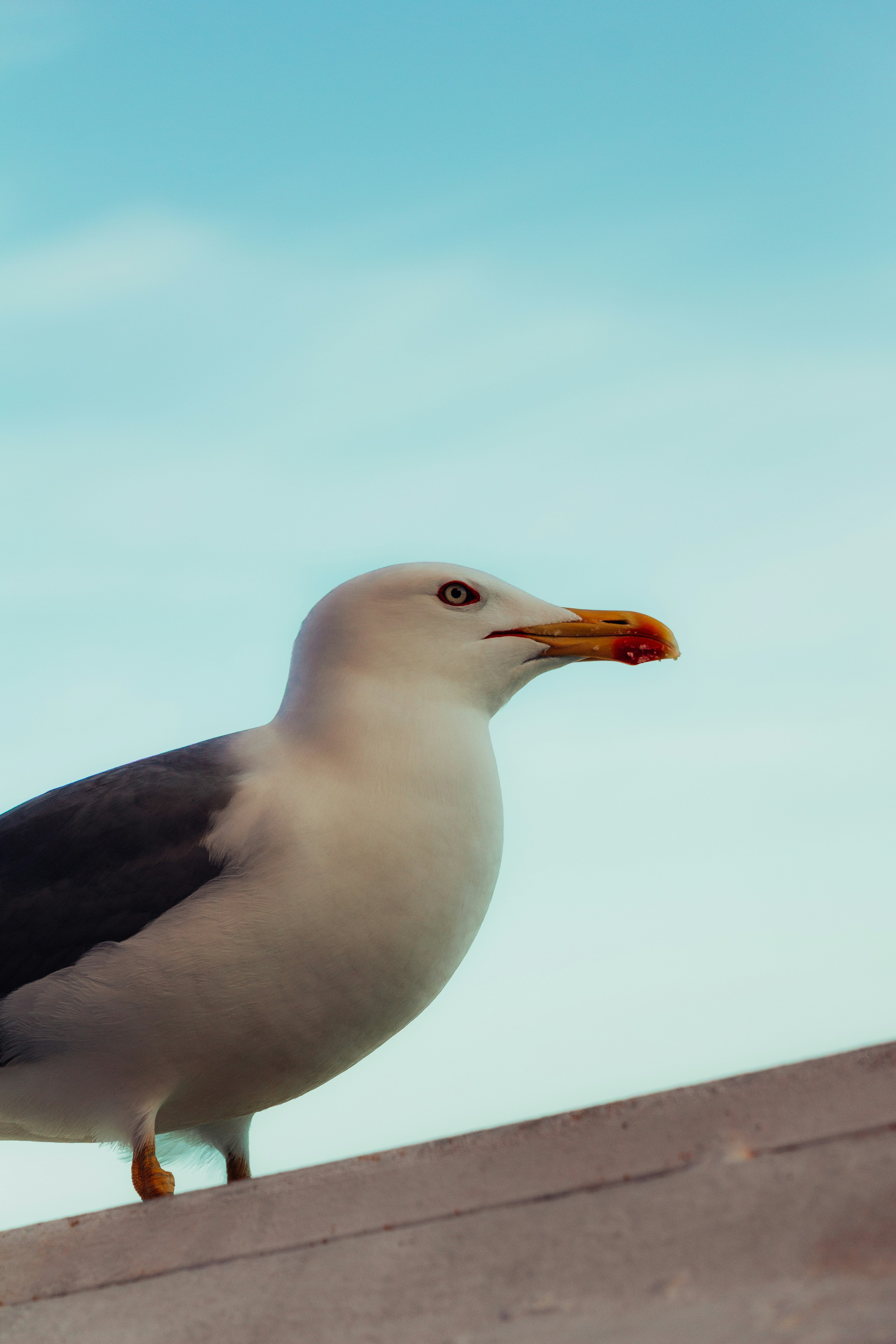 A watchful gull perches along sunlit rooftop edge