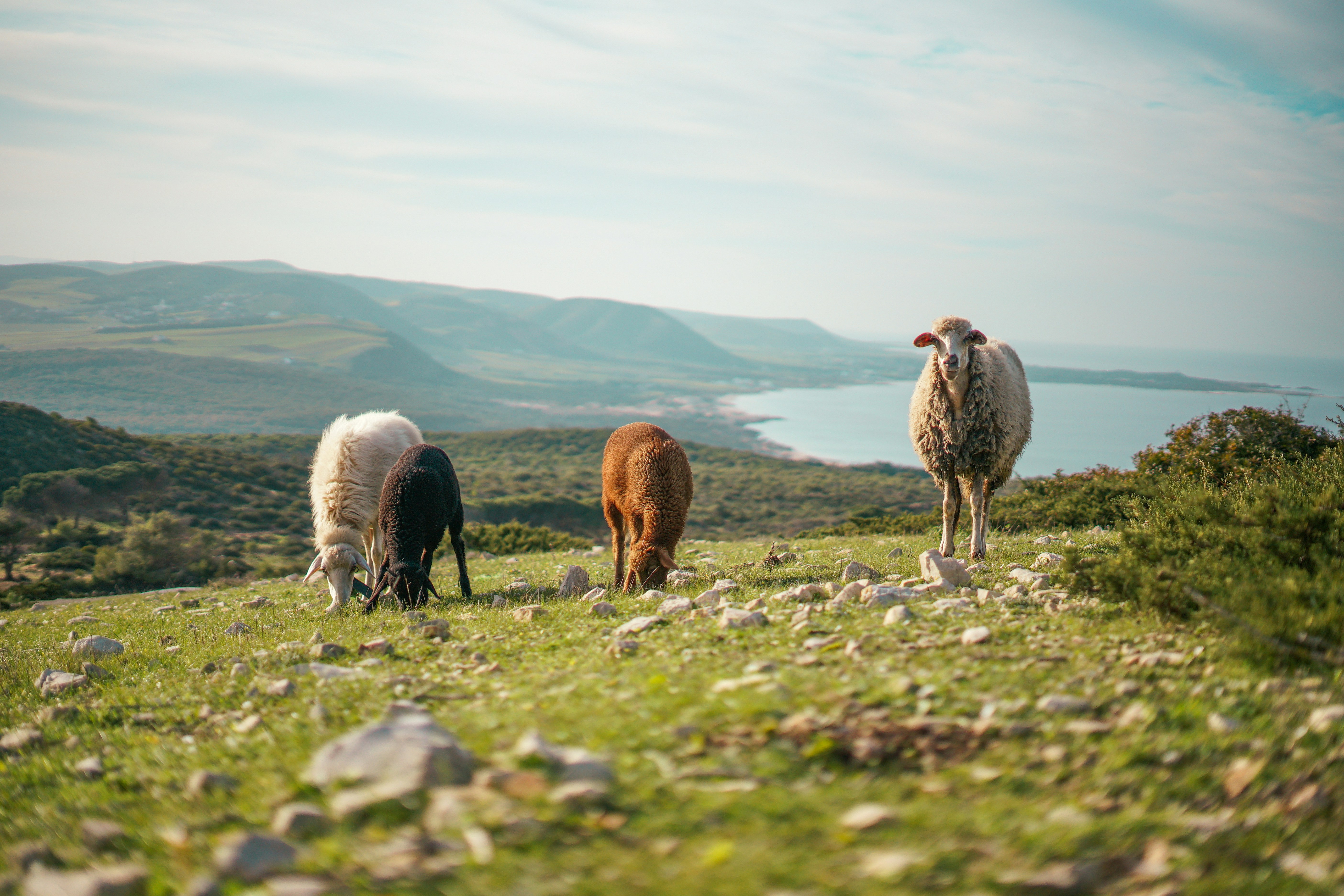 Three grazing ewes on sunlit hillside with coastal backdrop