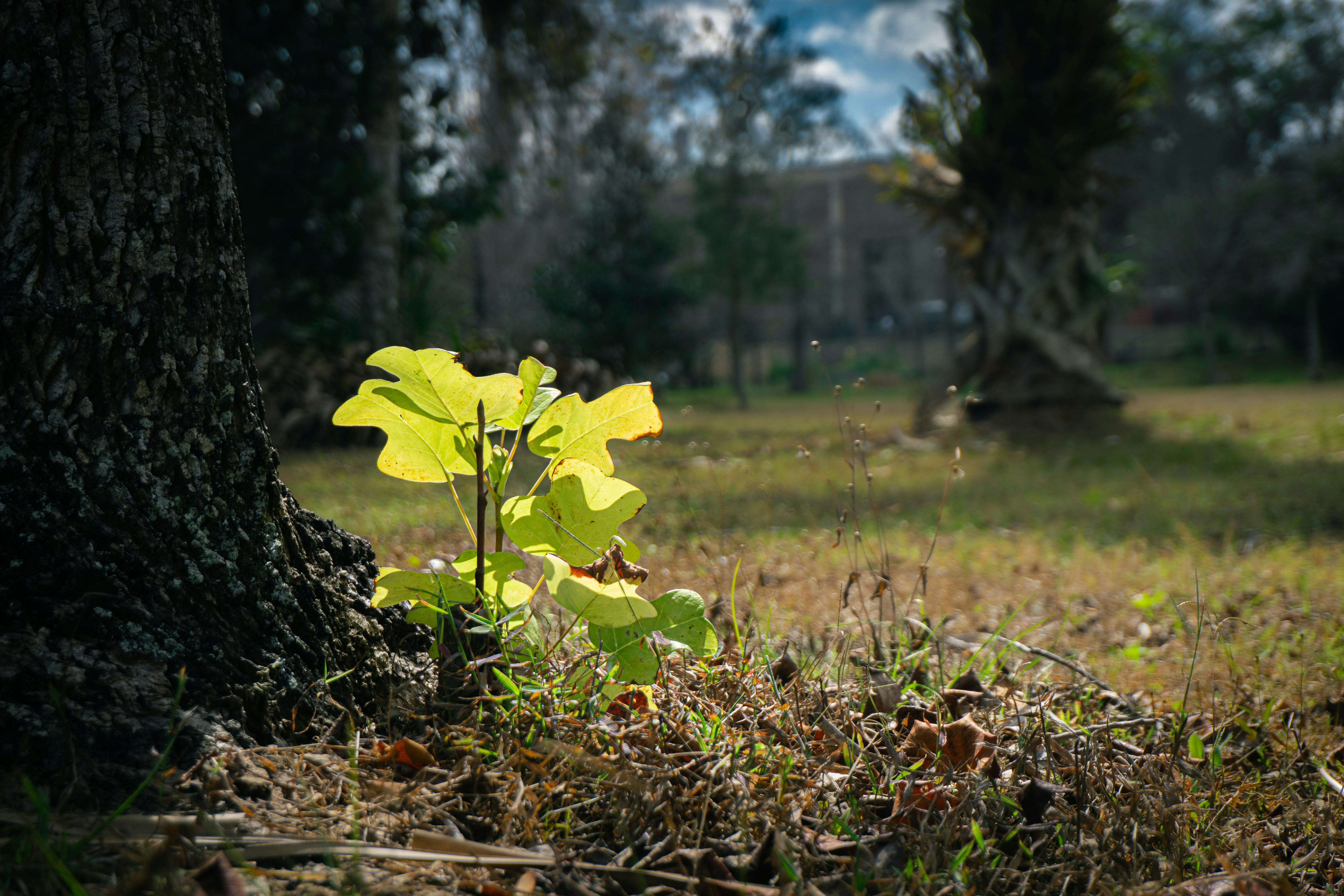Lone Seedling Reaching Toward the Sun at the Edge of the Park