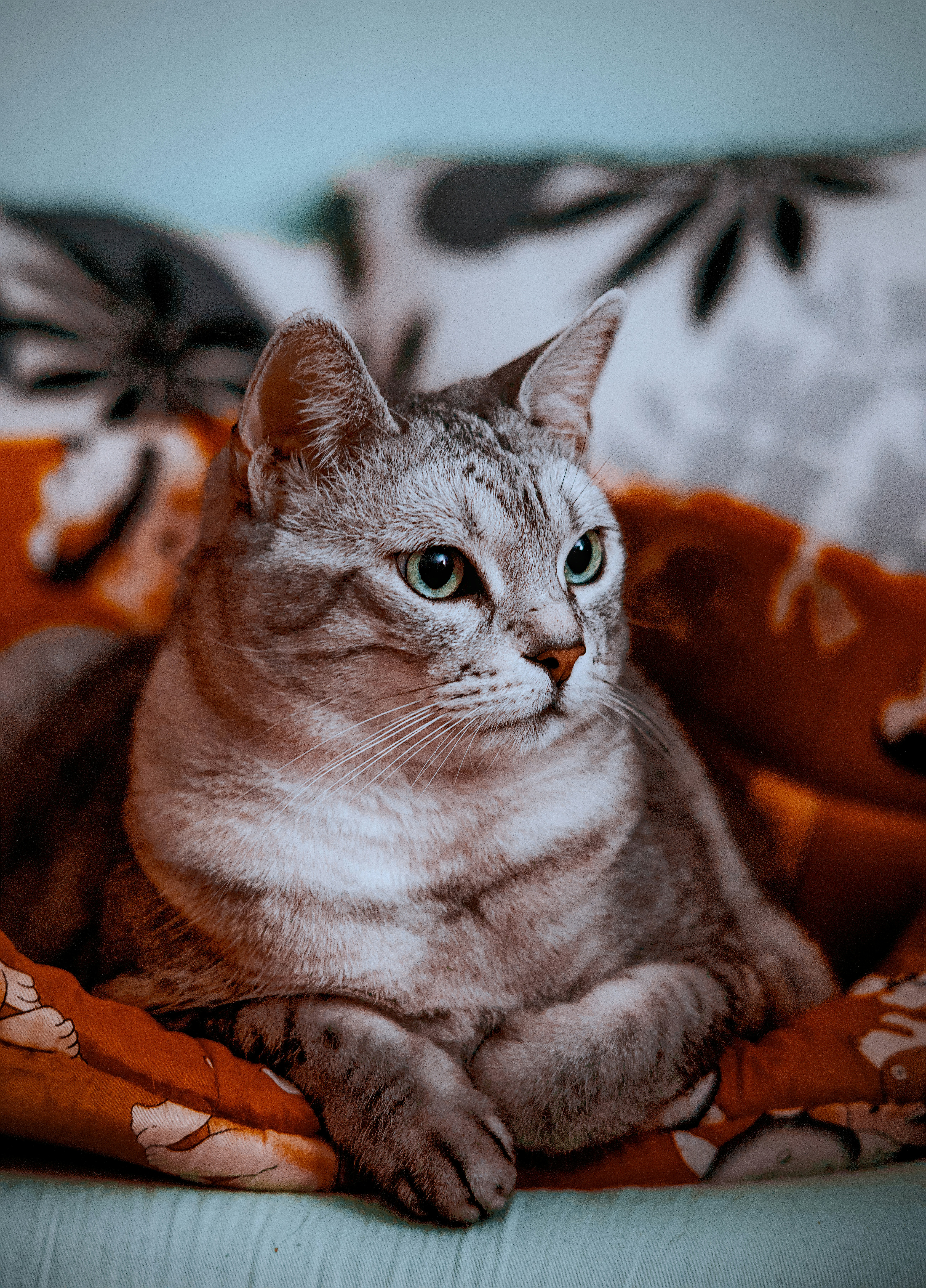 Peering into Soft Silence: A Cat Resting in Cozy Orange Cushions