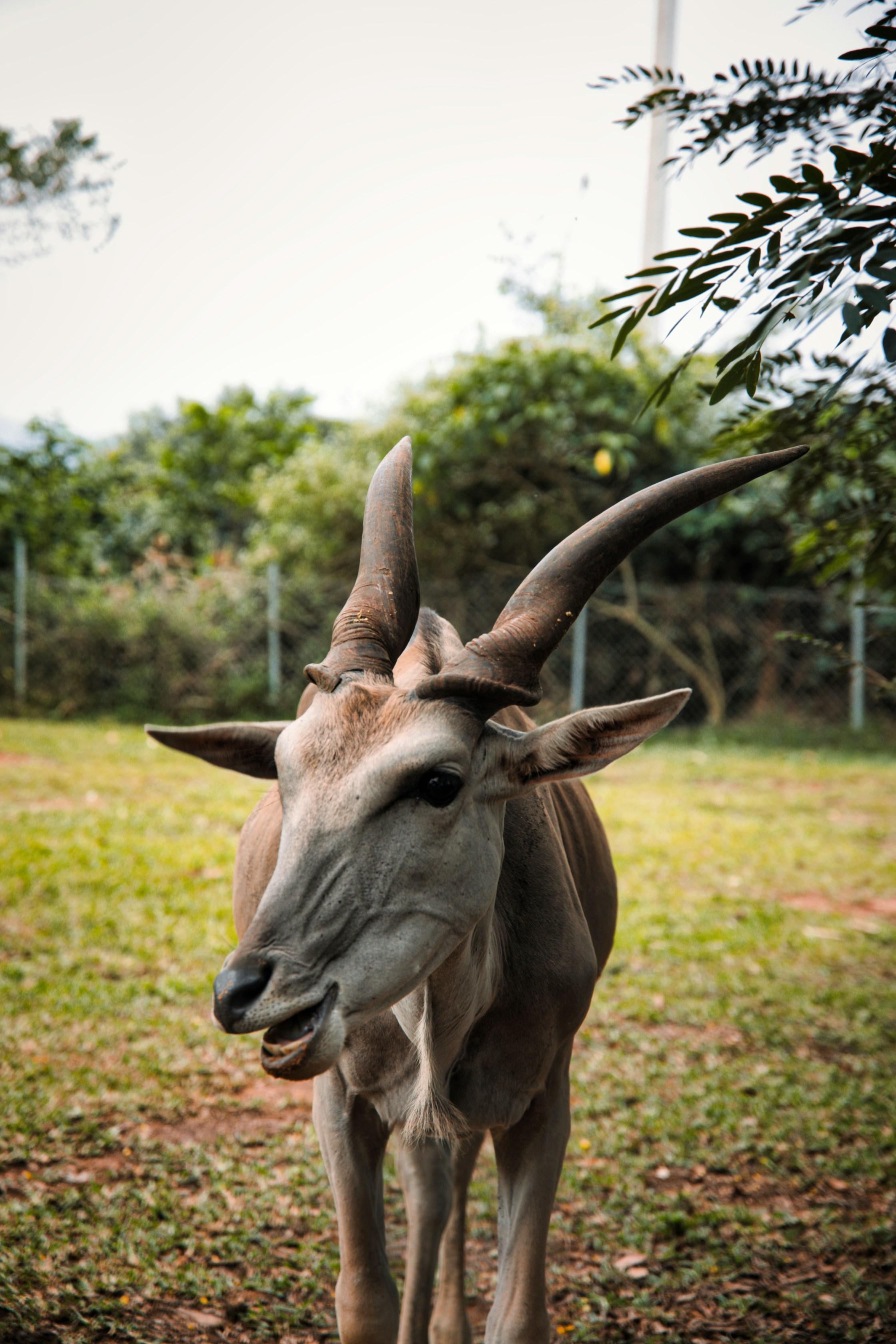 Grazing Horns: A Portrait of a Free-Spirited Waterbuck in Dappled Field