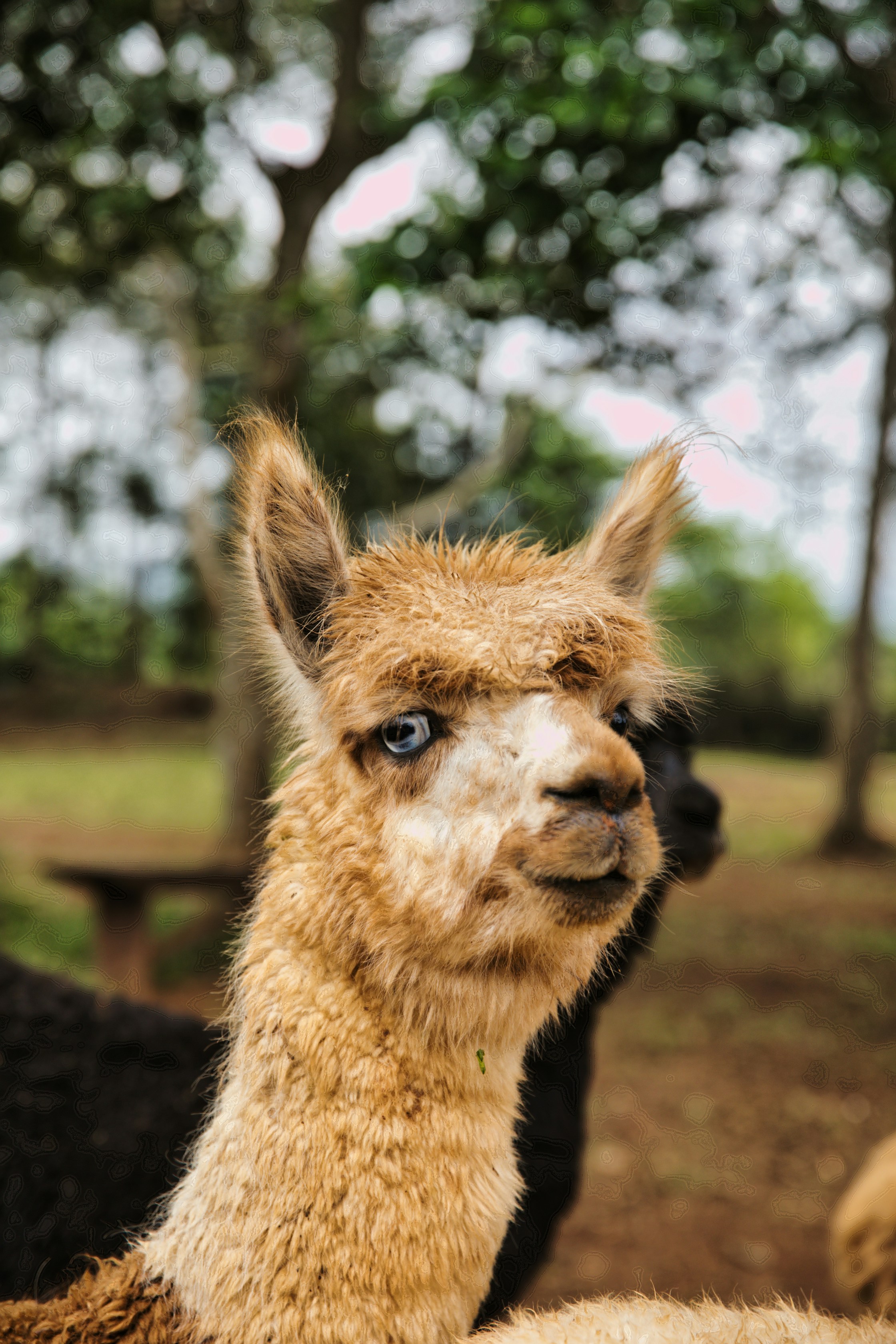 Curious Alpaca Postcard Moment in a Shaded Yard
