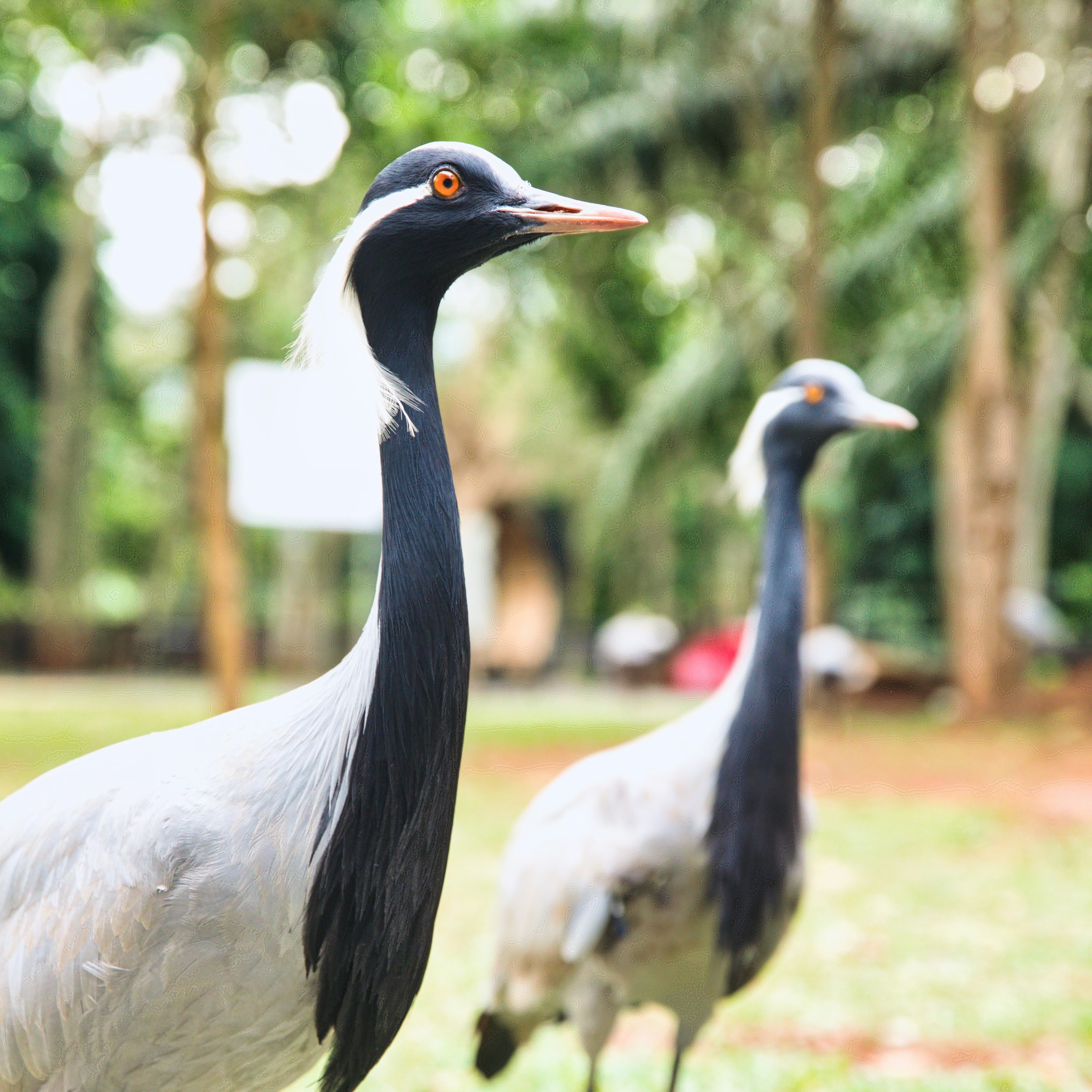 A Quiet Morning with the Grey Crowned Cranes