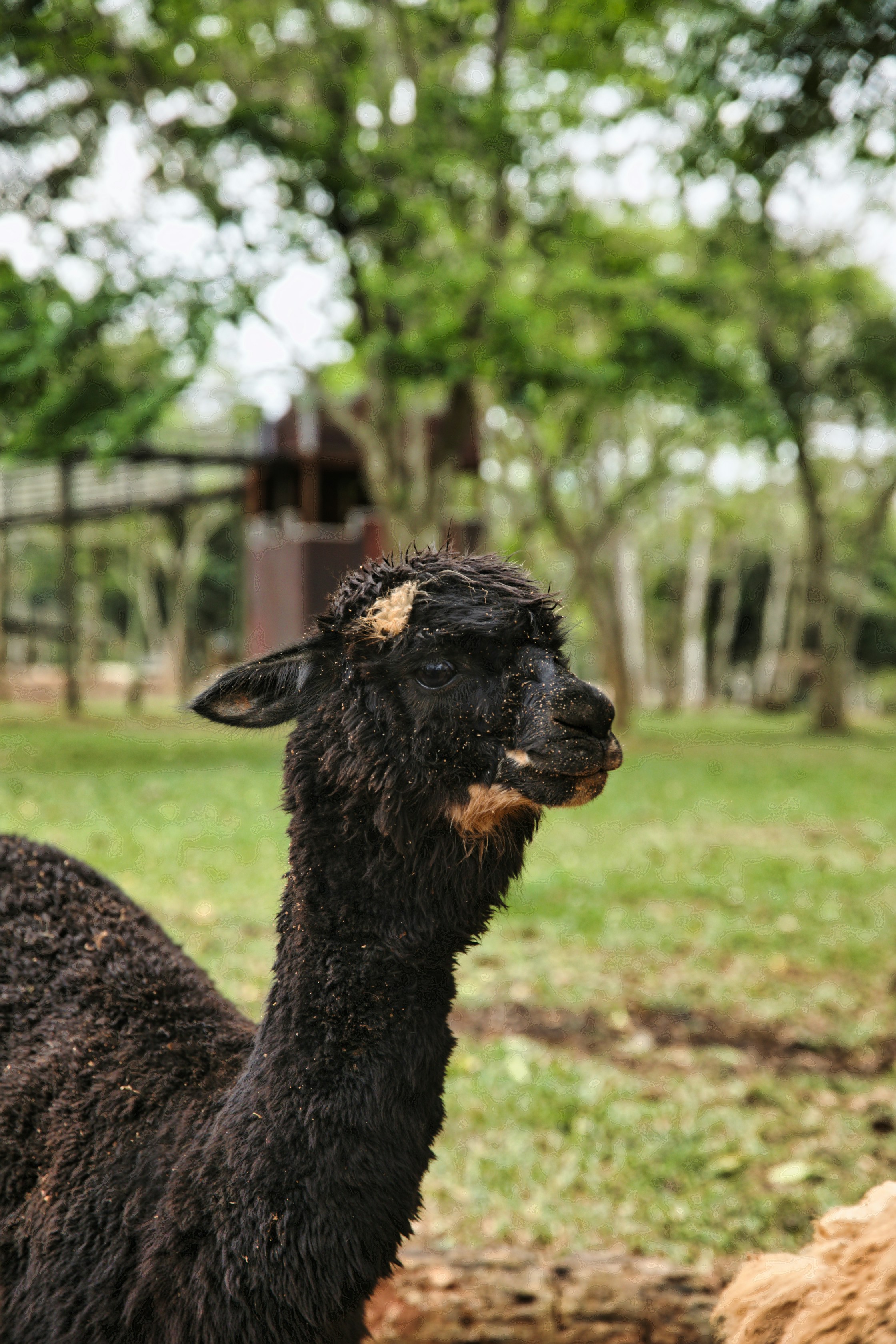 Curious Llama in a Sunlit Farmyard