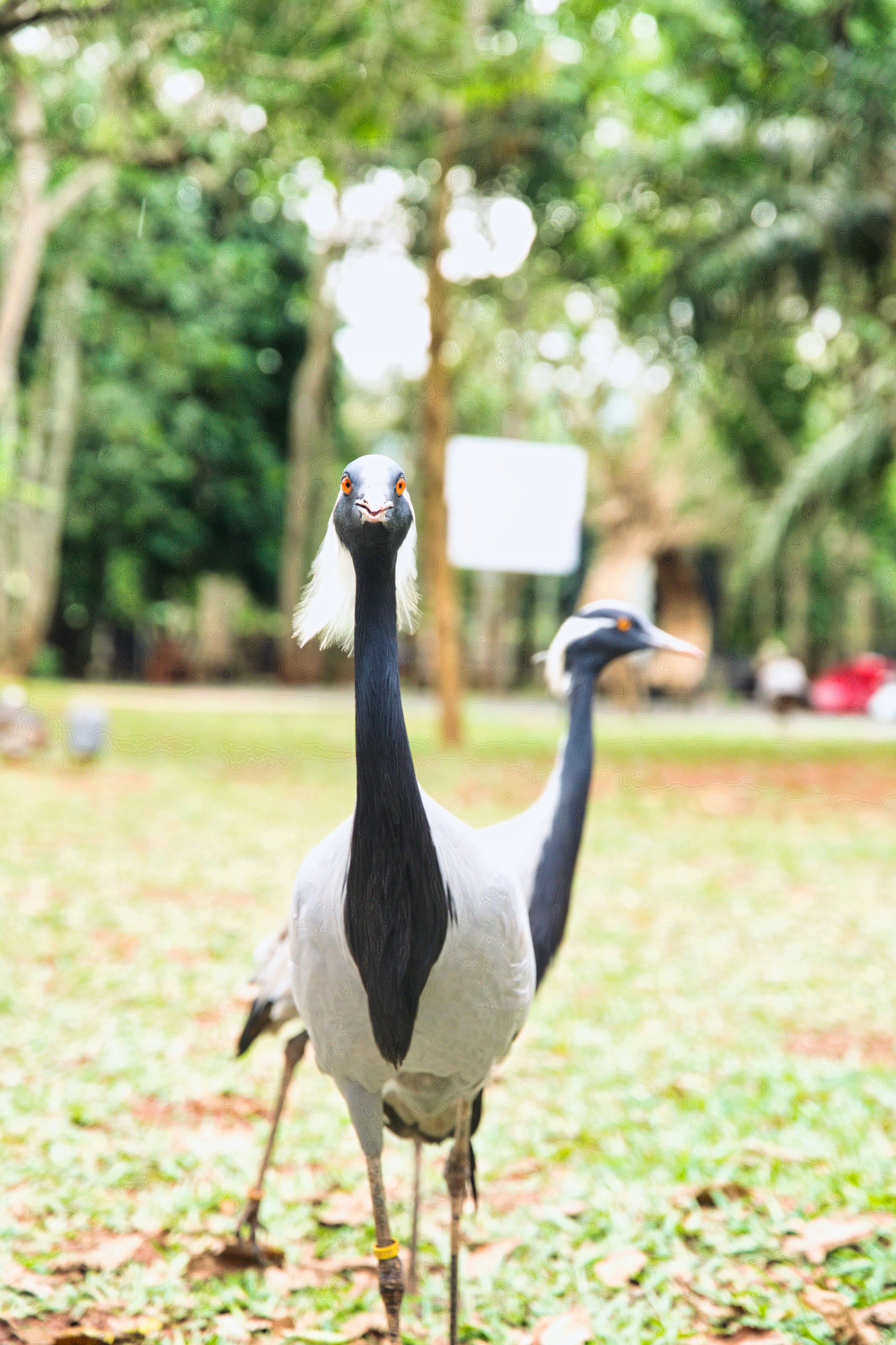 Curious cranes in a sunlit park