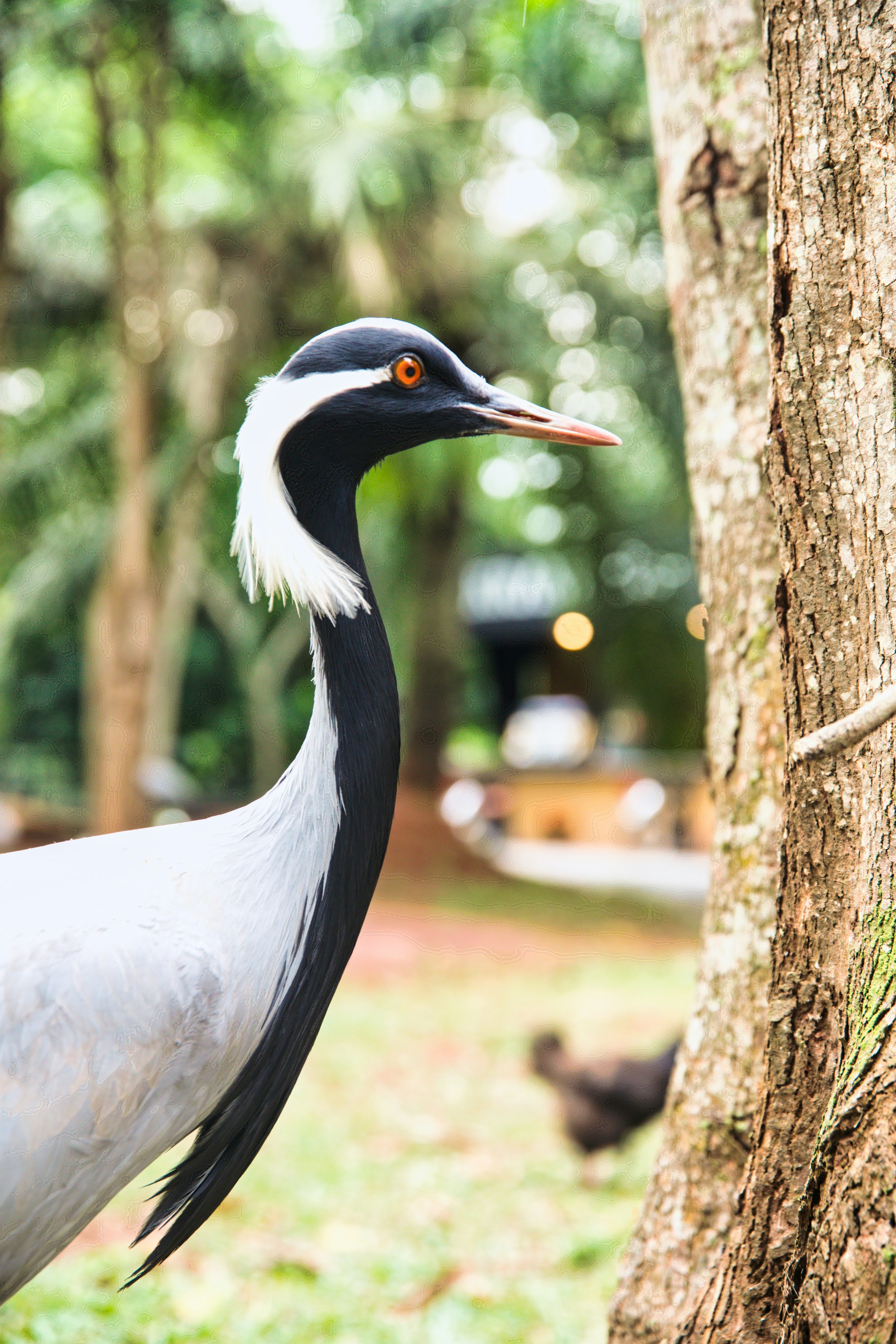Graceful Crane in a Sunlit Clearing