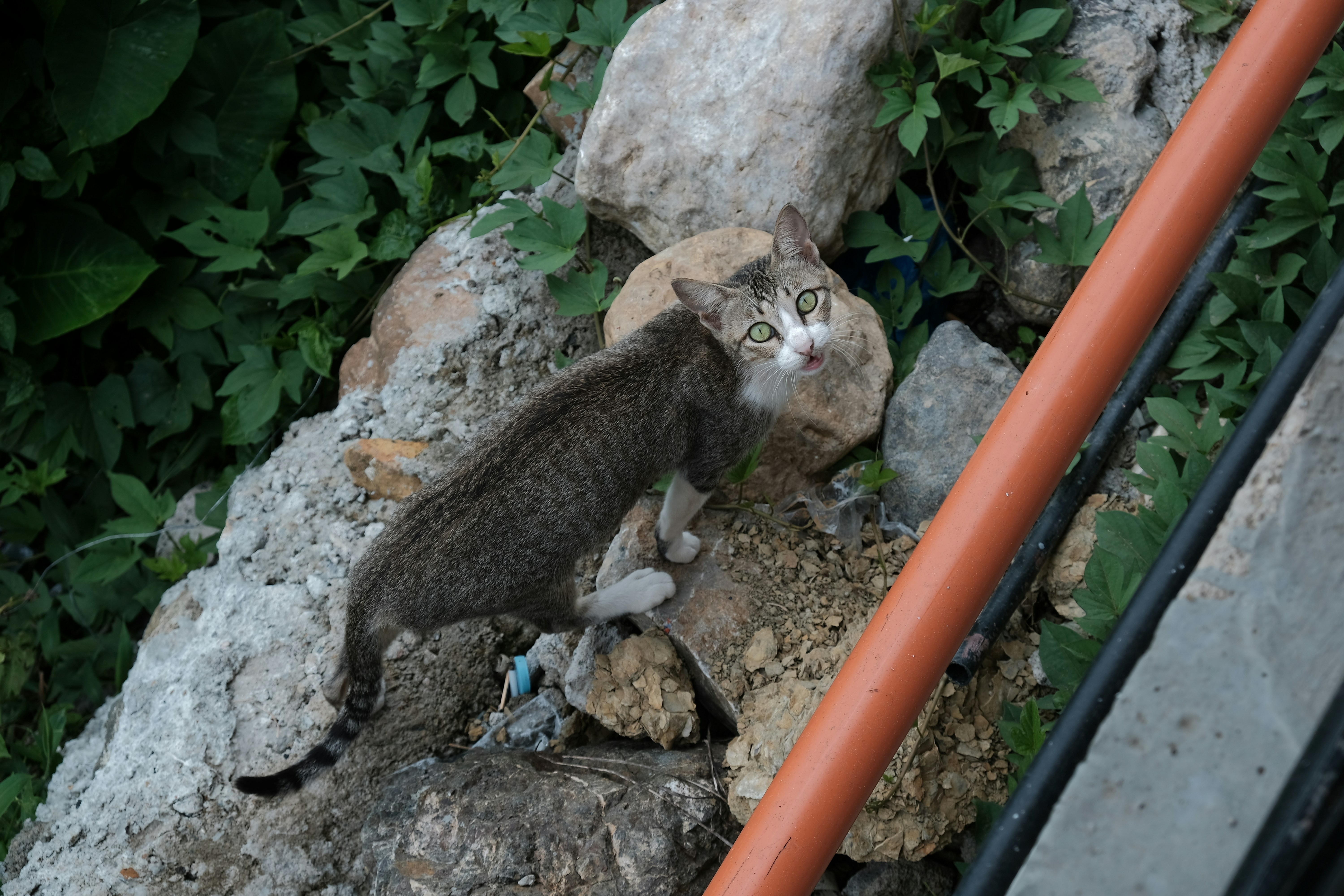 Curious Cat on a Rocky Path Beside Colorful Rails