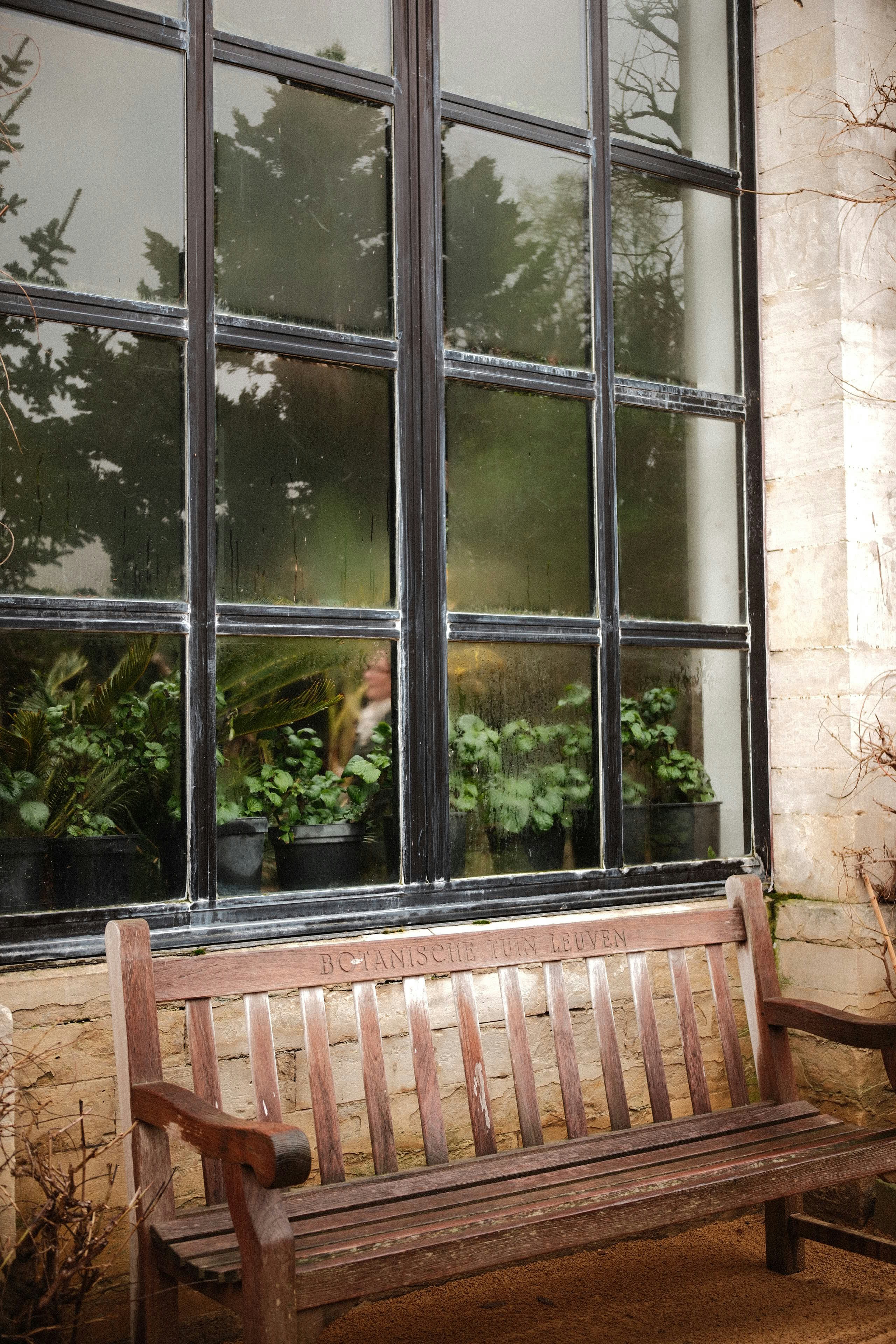 Quiet Garden Window: Plants Reflect in a Rustic Bench Scene
