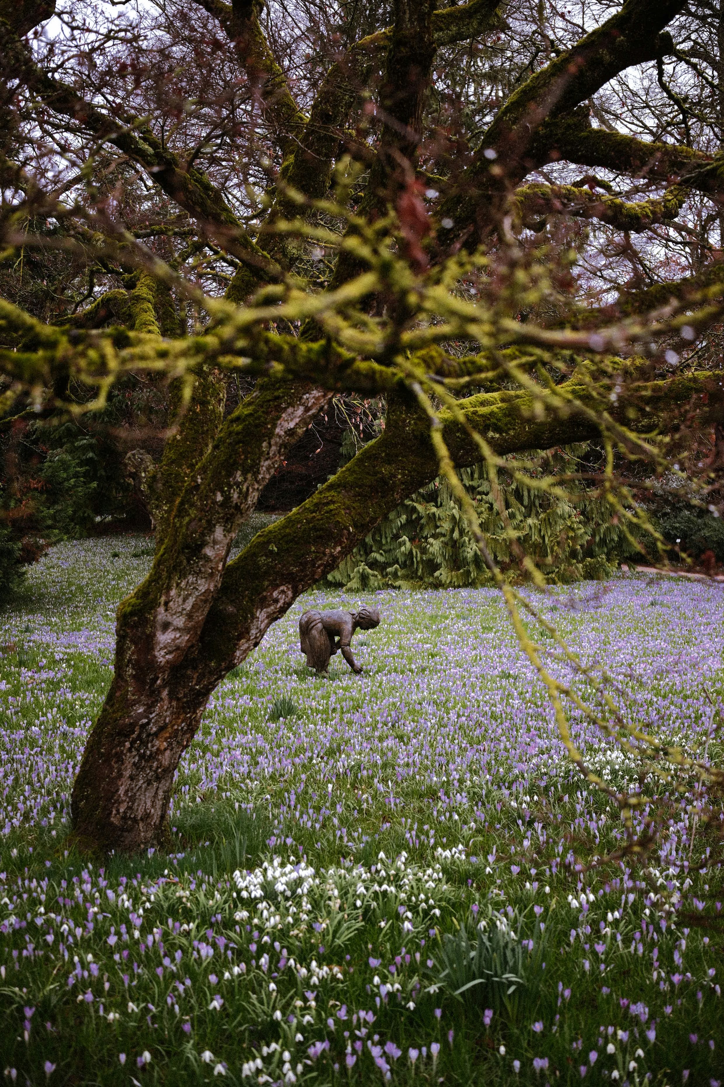 Dog in a Bluebell Dawn: A Quiet Hollow Under Mossy Branches