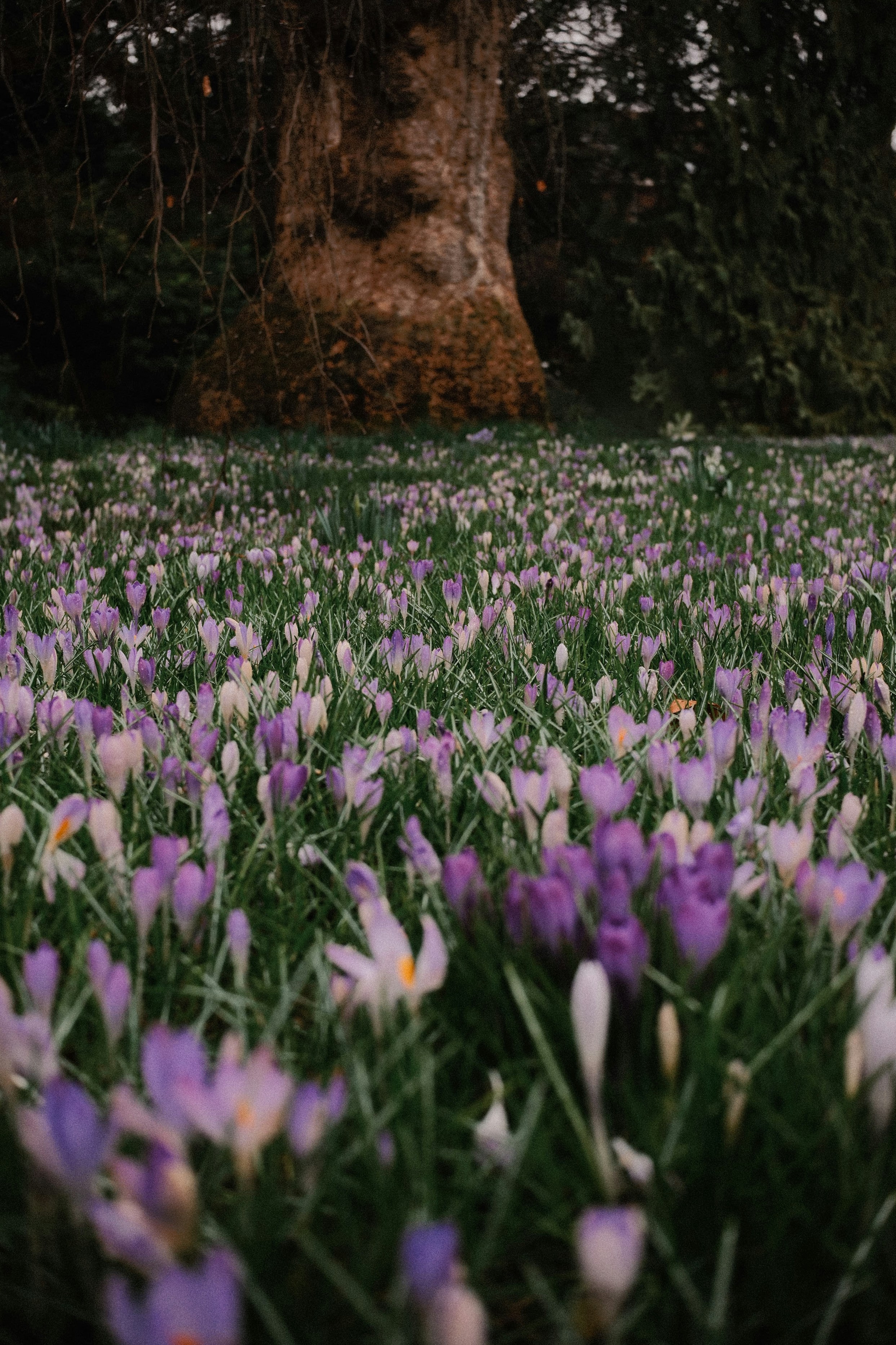 Purple Carpet Under a towering cedar: spring crocuses bloom at the forest edge