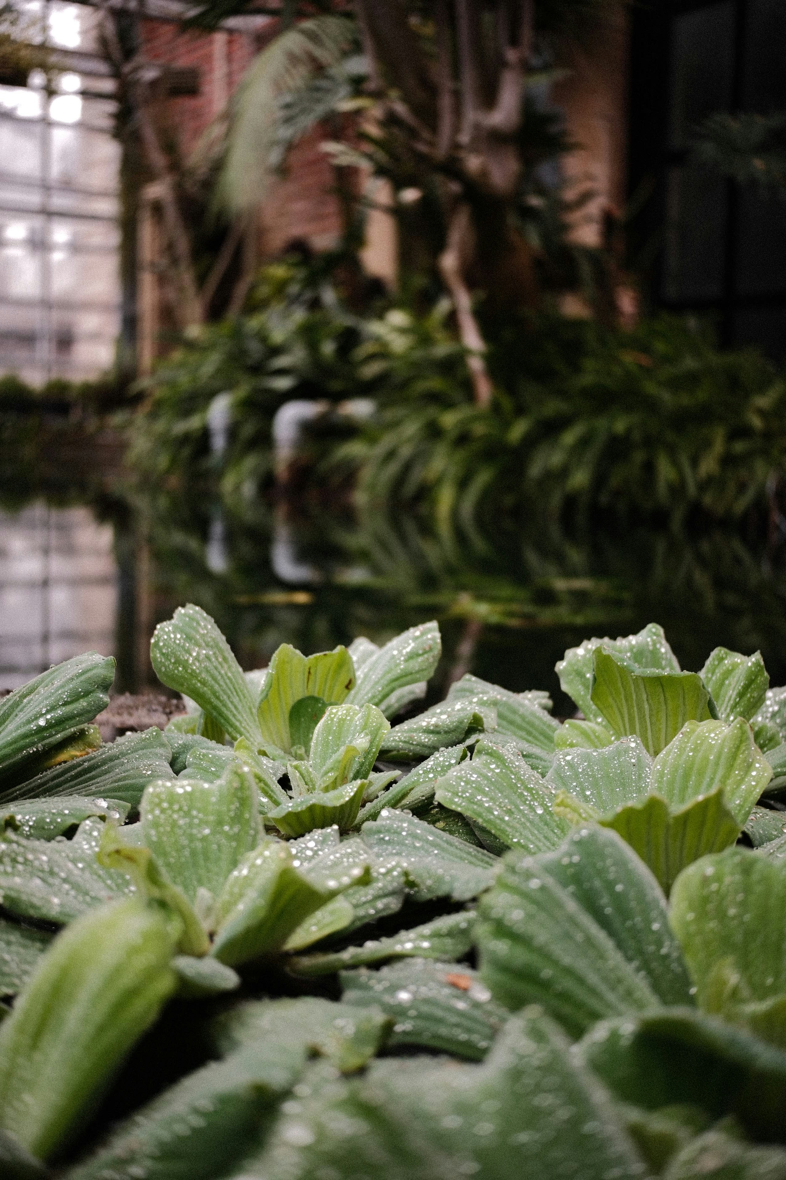 Foamy green leaves at pond edge under soft indoor light