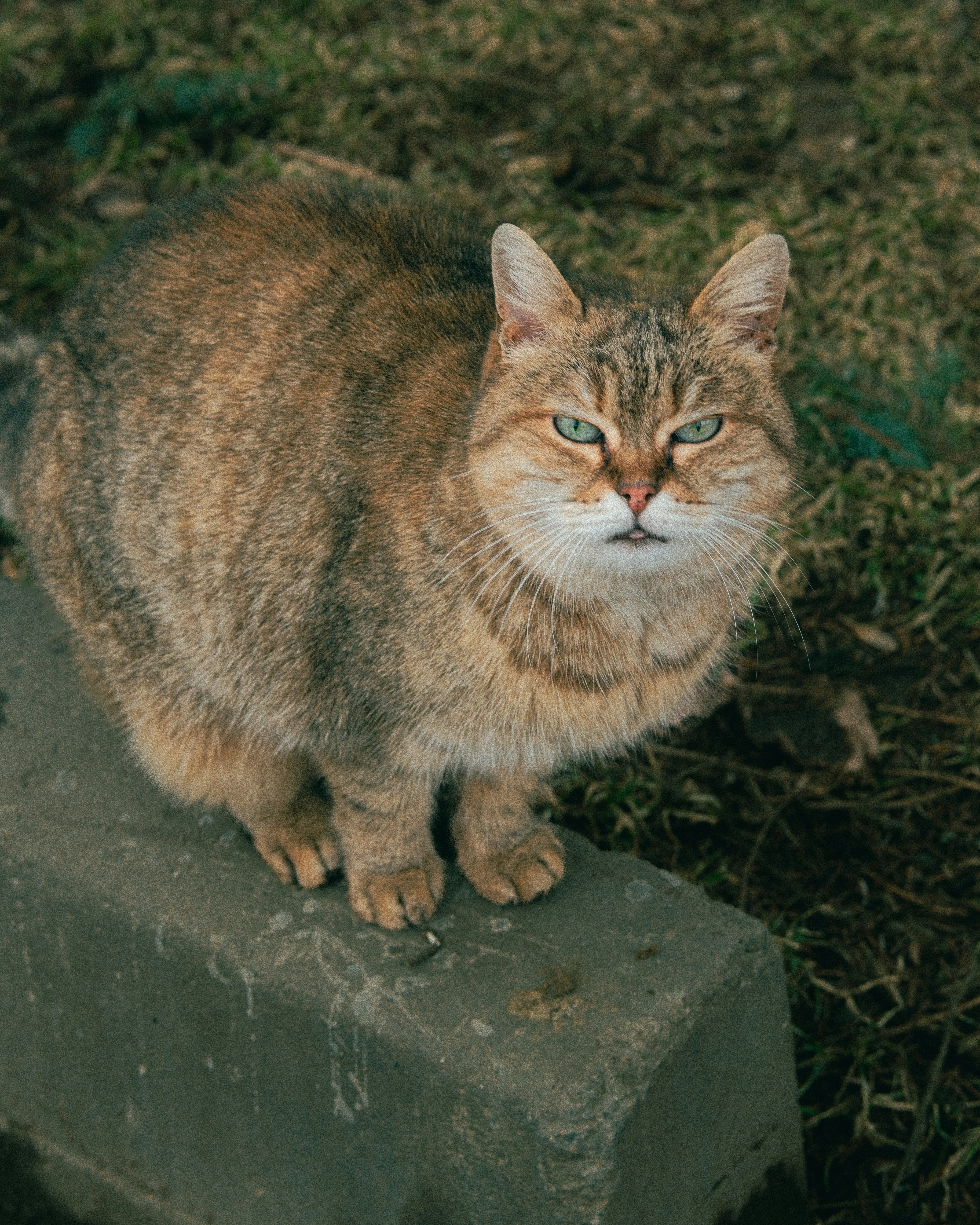 Amber Guardian: A Striking Portrait of a Gracious Cat