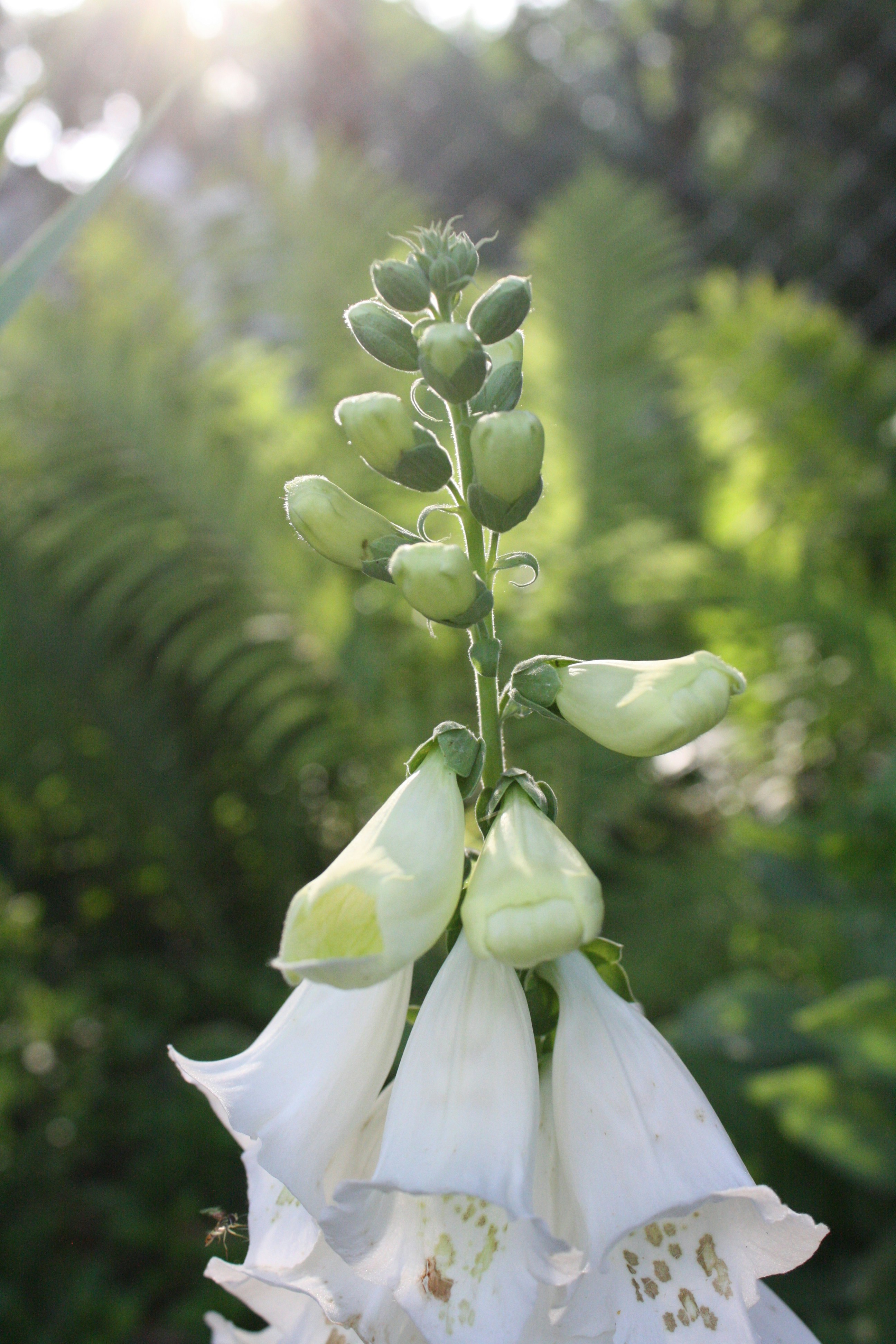 Pendant Bloom in Soft Backlight
