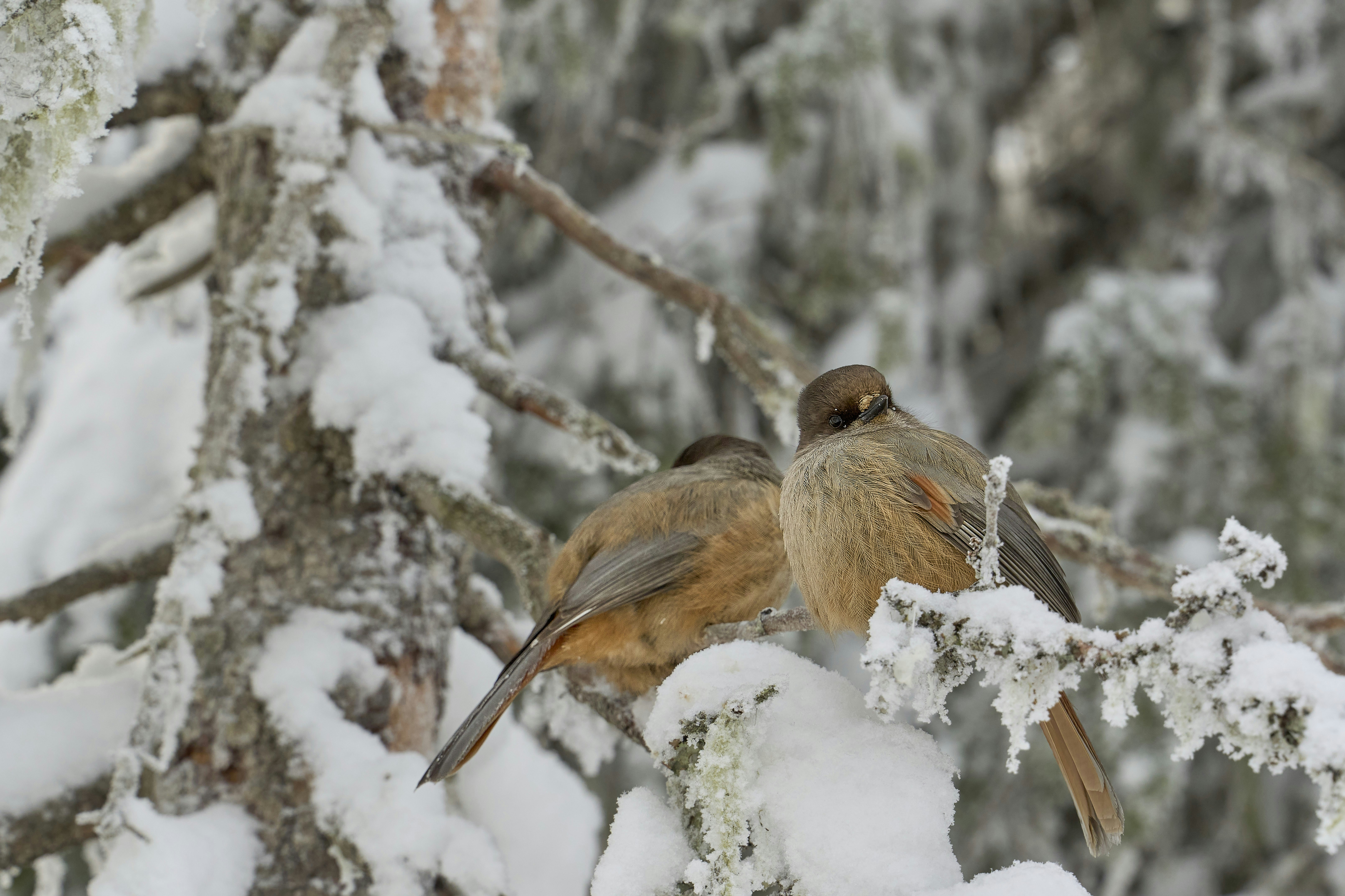 Winter Whisper: Two Ember-Toned Thrushes on snow-kissed Branches