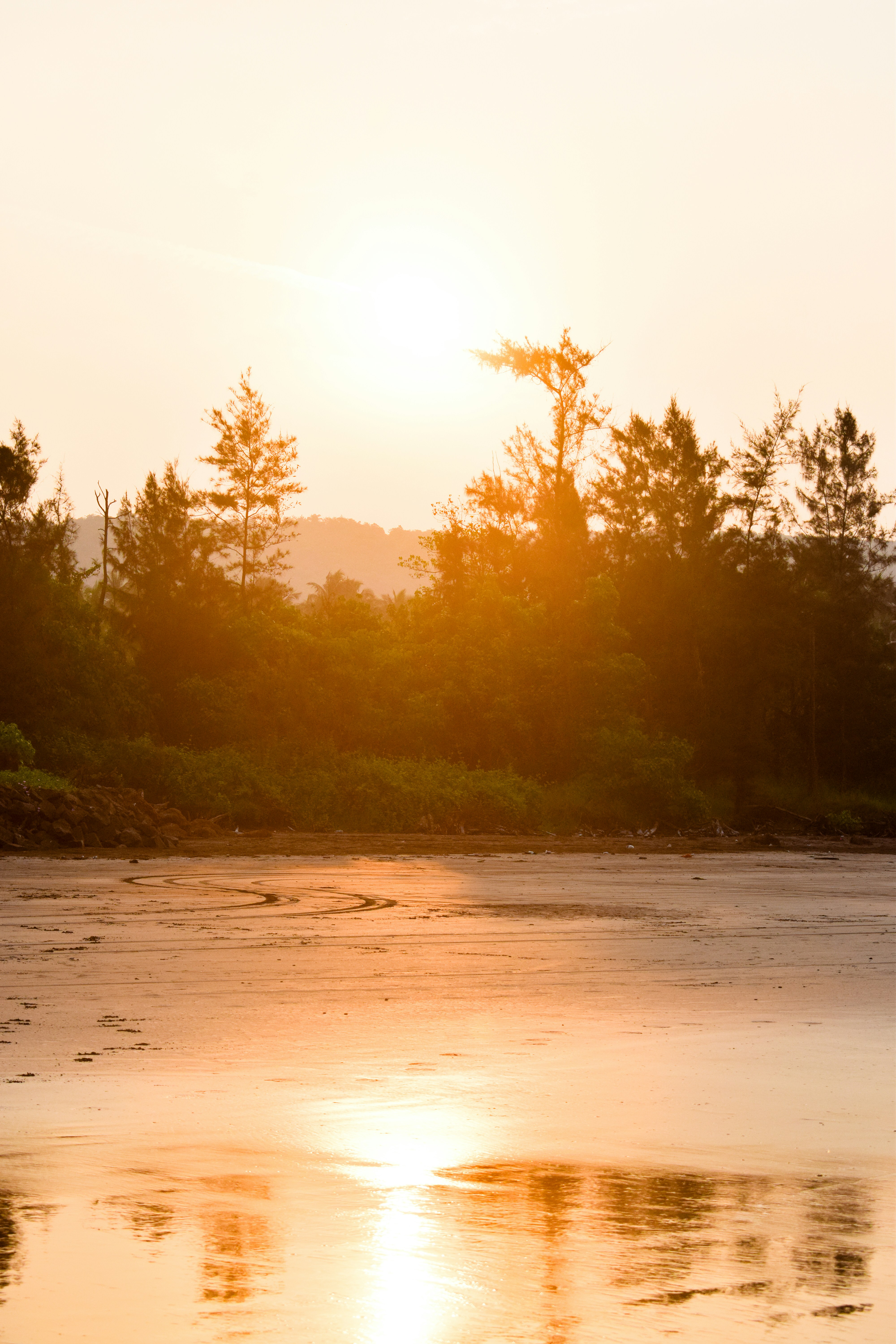 Golden Hour Silhouette: Trees and Reflective Shoreline at Sunset