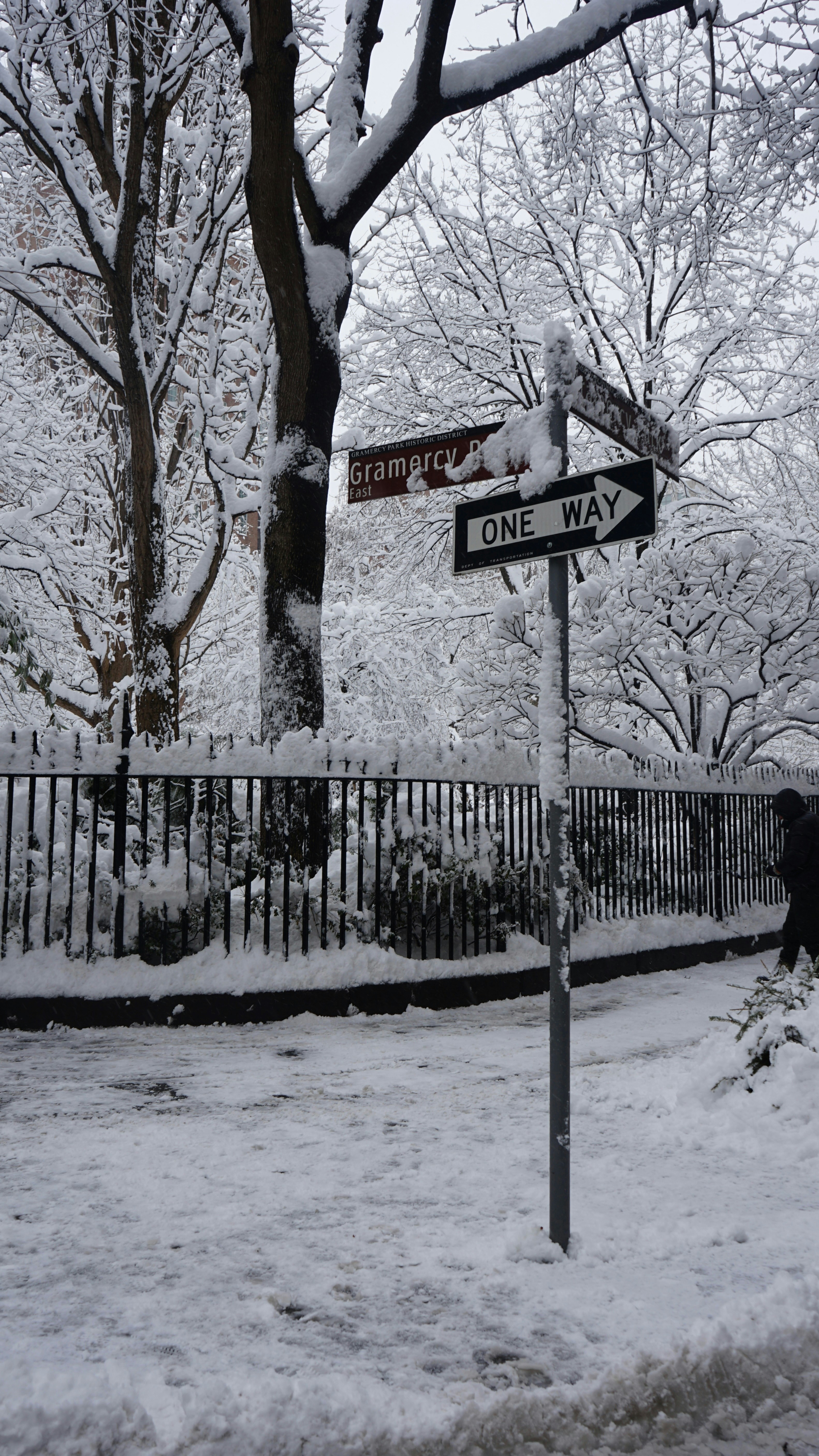 Snowbound Junction: One Way Sign Beneath Winter Trees