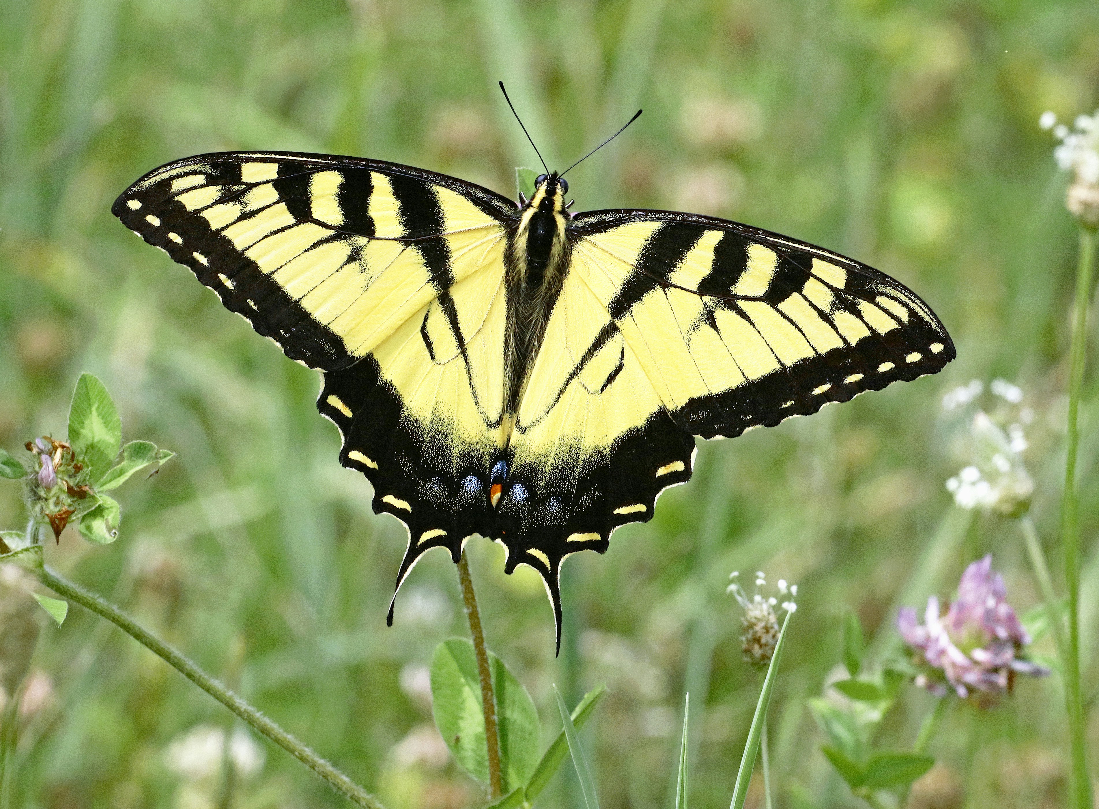Tiger Swallowtail in Meadow Burst