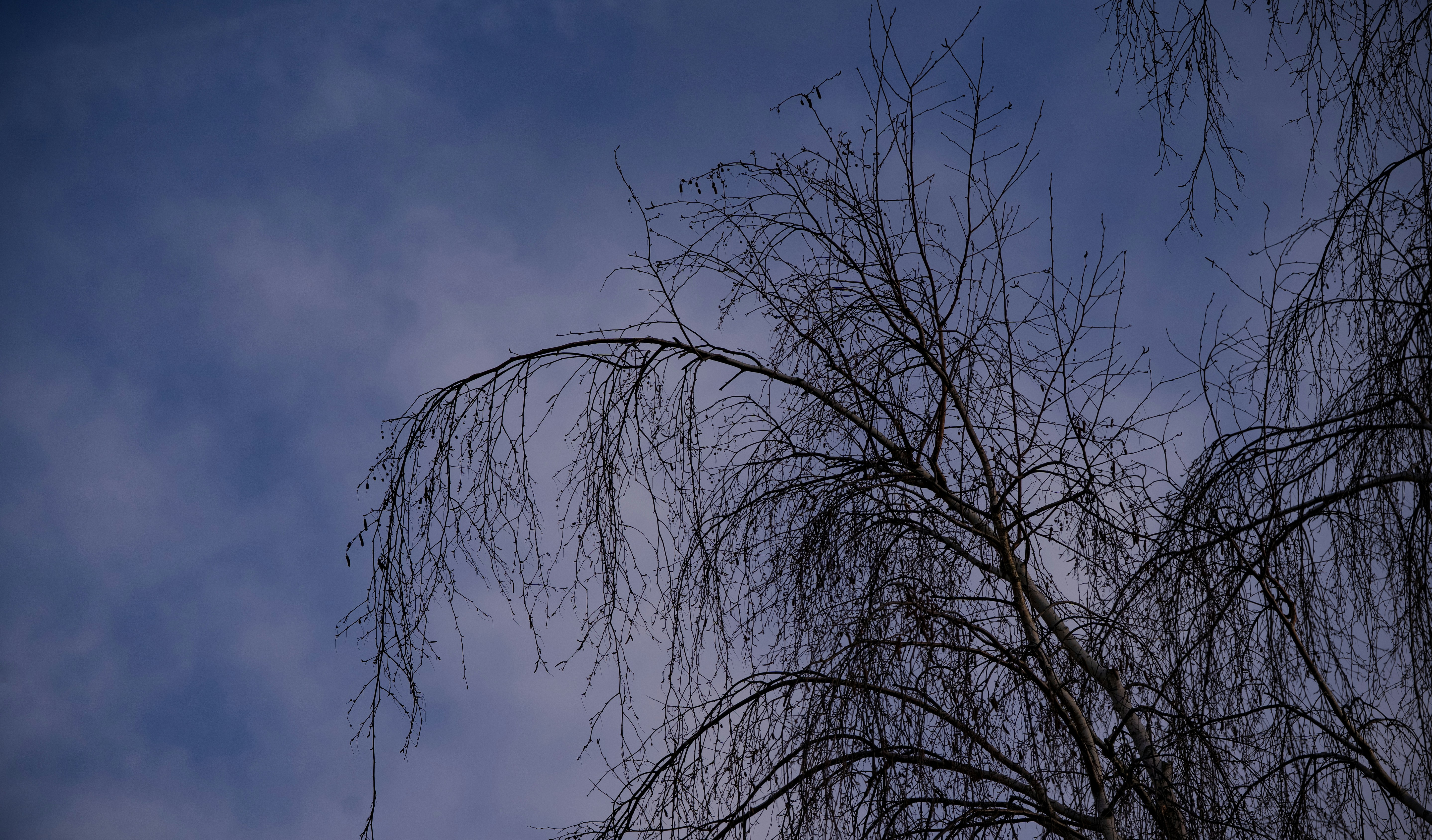 Weeping Branches Against a Quiet Sky