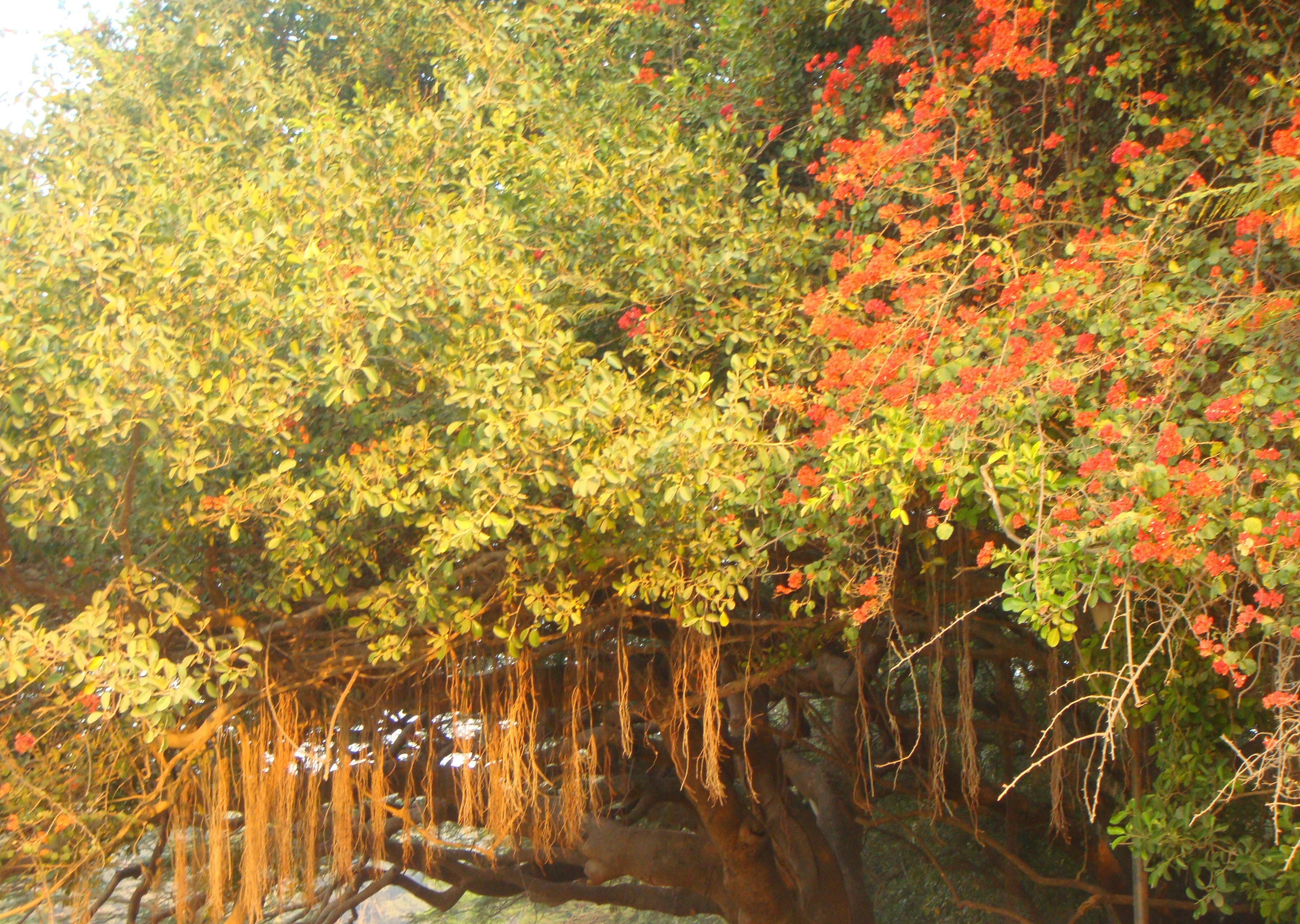 A large tree with yellow and red flowers.