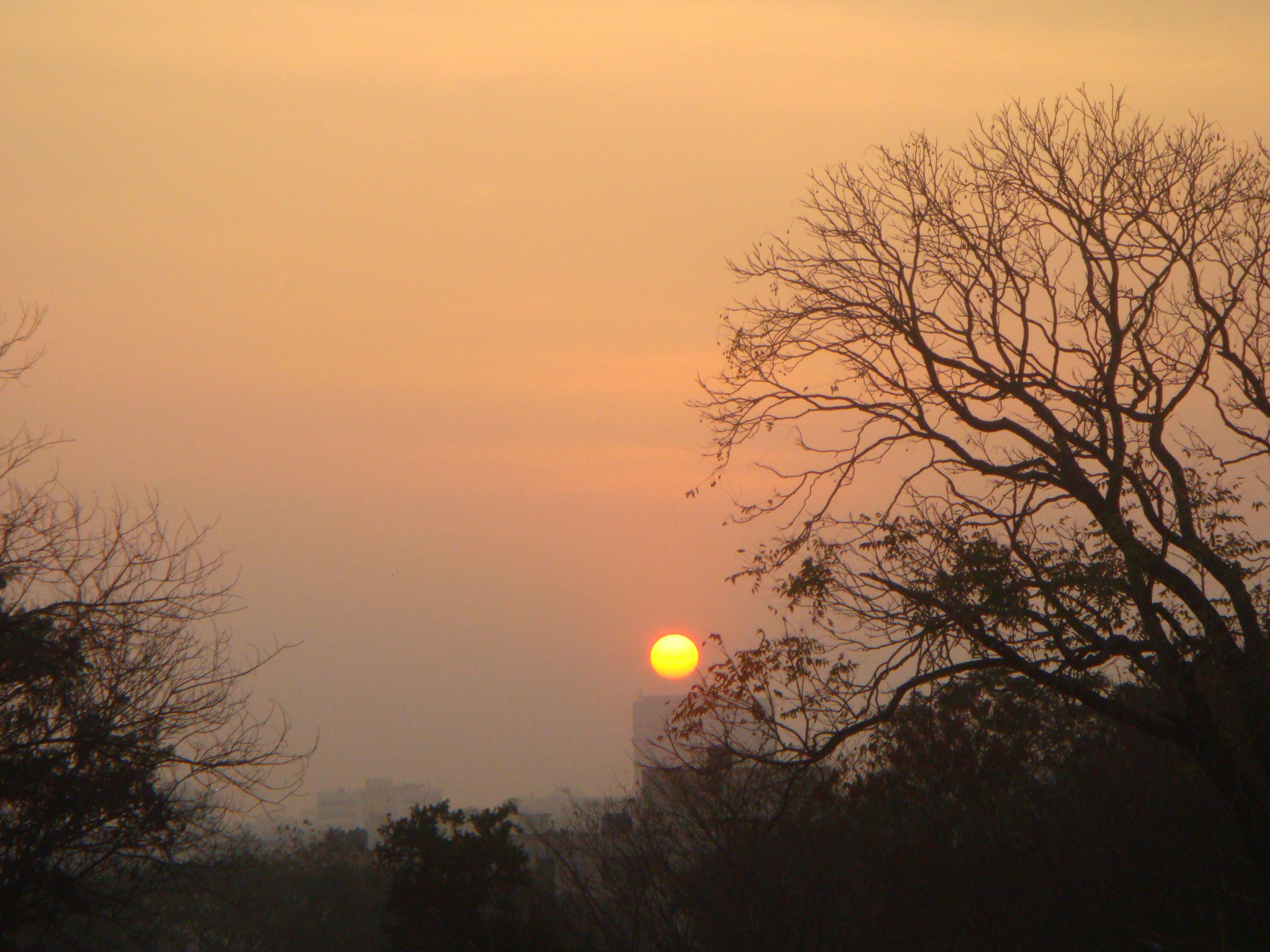 A hazy sunset viewed through silhouetted trees.